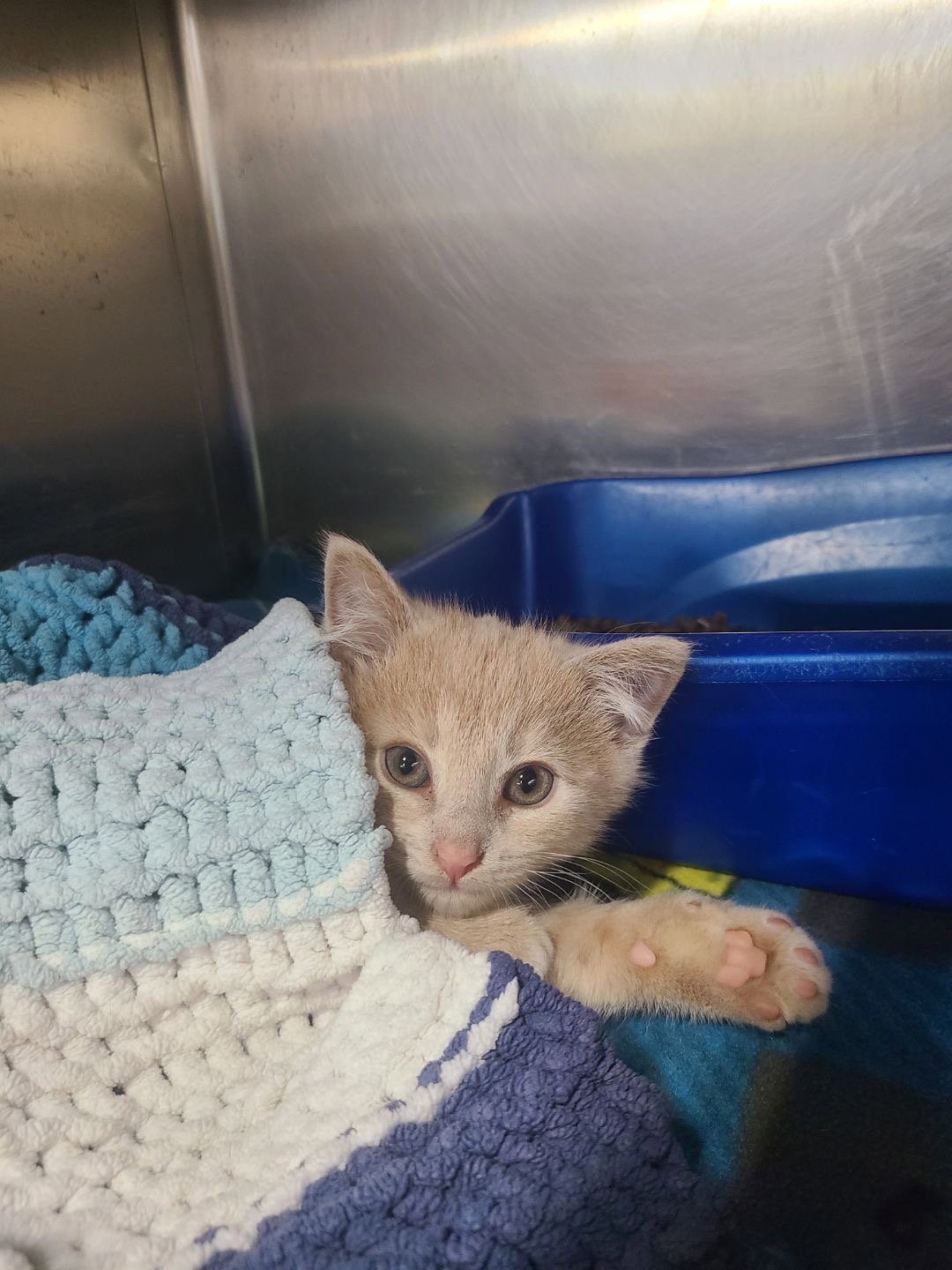 Cats for Adoption in Tallmadge, Ohio | Alpha Paw