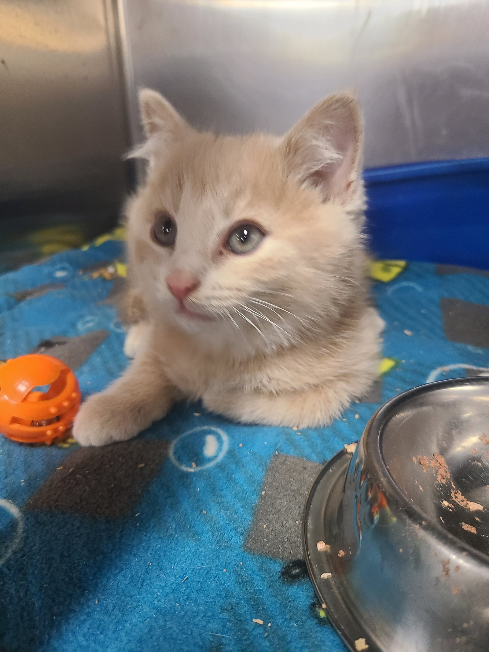 Cats for Adoption in Tallmadge, Ohio | Alpha Paw