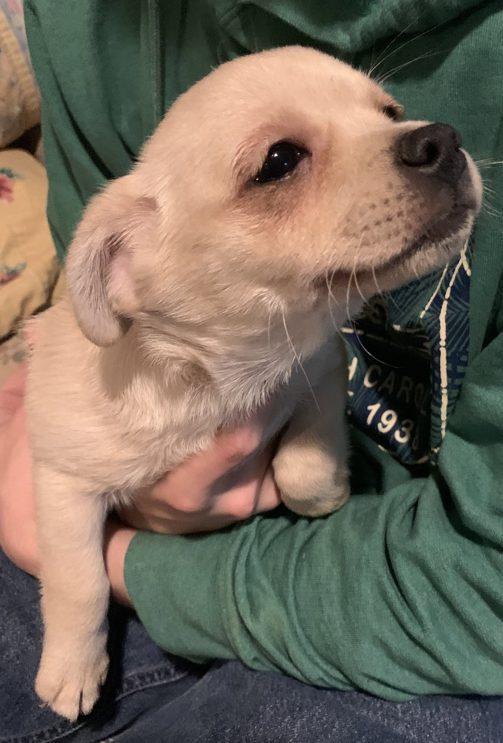 Dog for Adoption - Carson Puppy, a Pomeranian in Mahoning County, OH ...