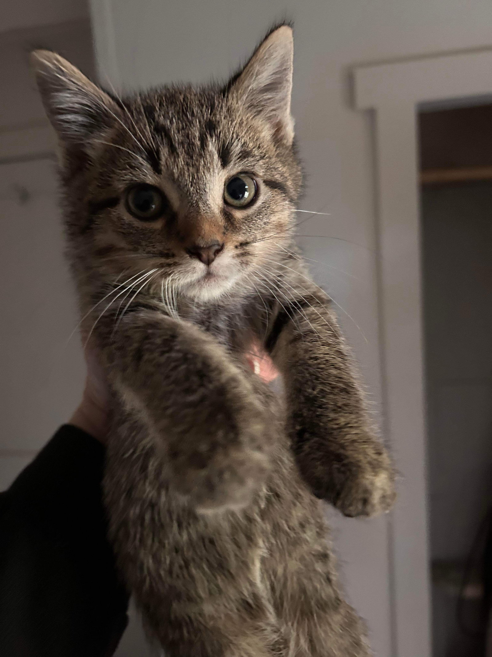 Cats for Adoption in Roaming Shores, Ohio | Alpha Paw