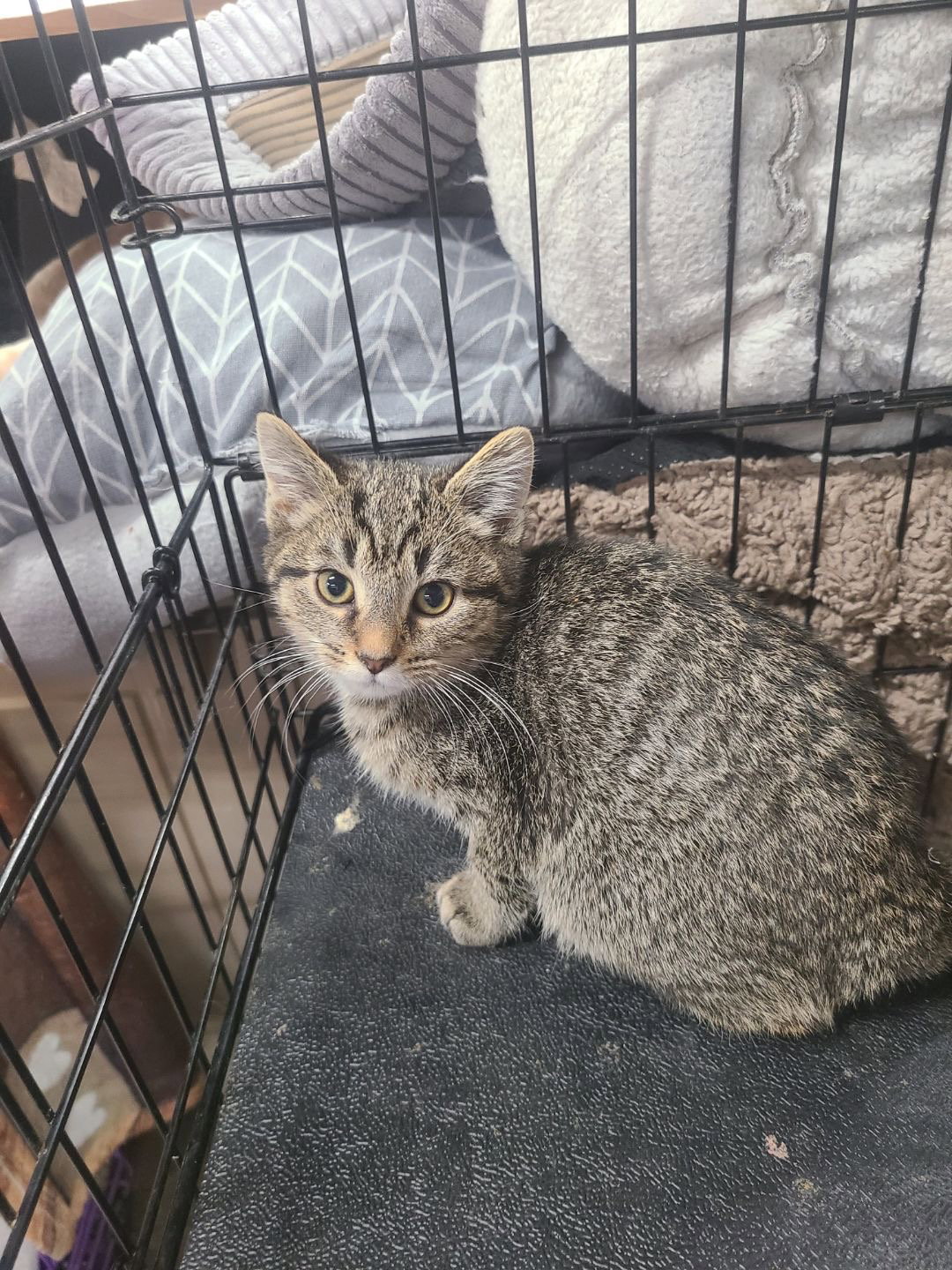 Cats for Adoption in Roaming Shores, Ohio | Alpha Paw