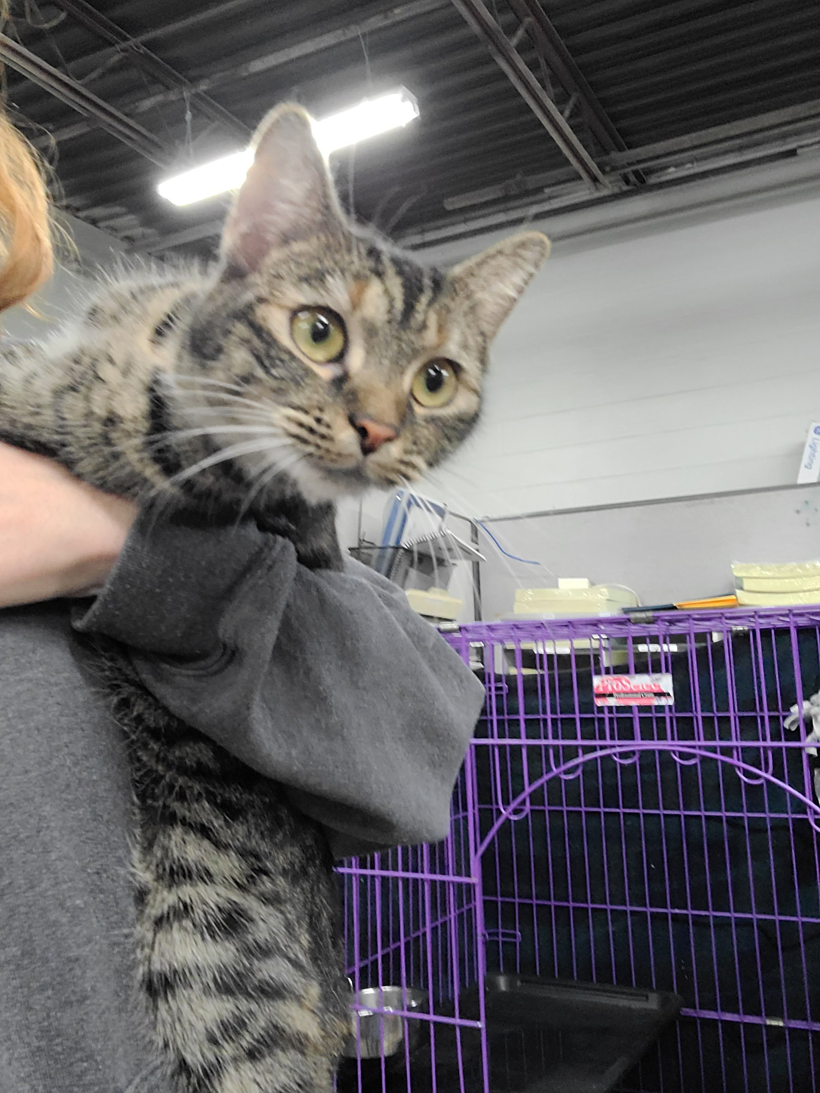 Cats for Adoption in Norton, Ohio | Alpha Paw
