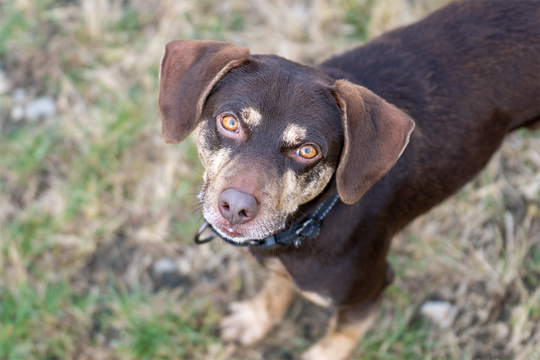 Dog for Adoption - Rusty, a Beagle in Lake County, OH | Alpha Paw