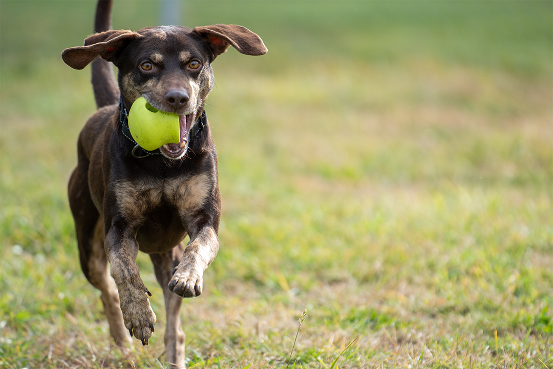 Dog for Adoption - Rusty, a Beagle in Lake County, OH | Alpha Paw