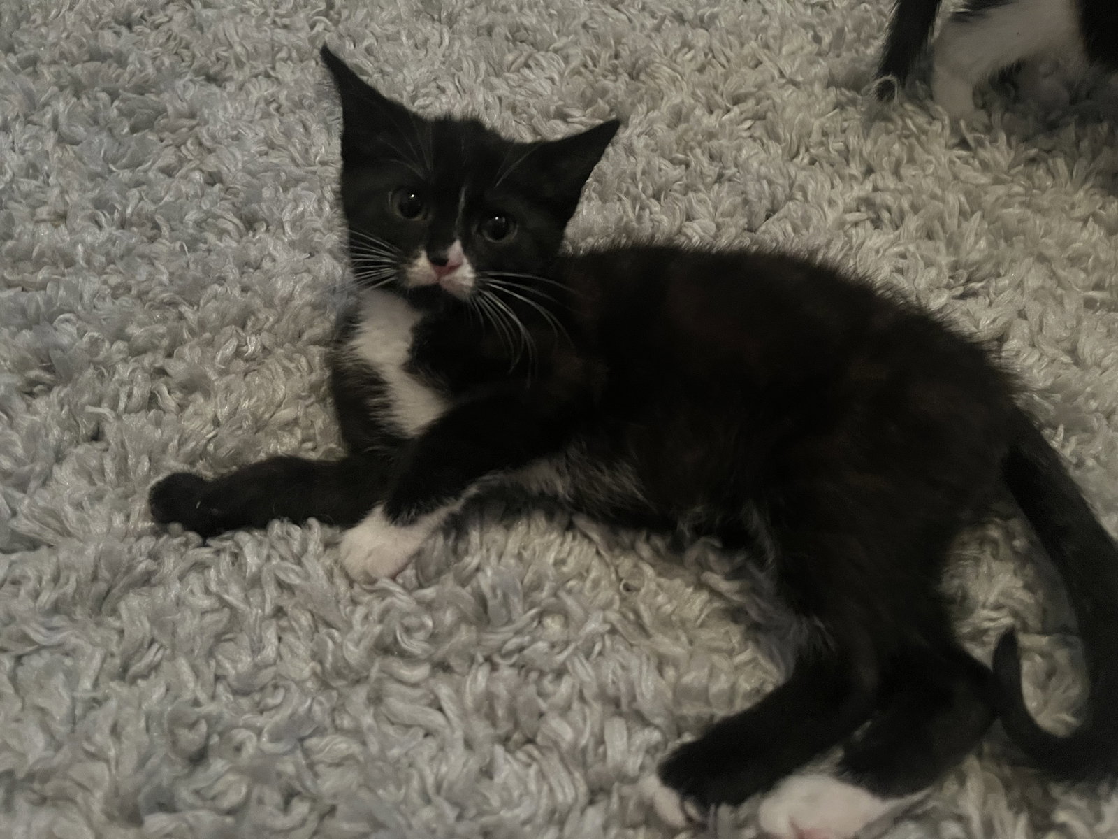 Cats for Adoption in South Euclid, Ohio | Alpha Paw
