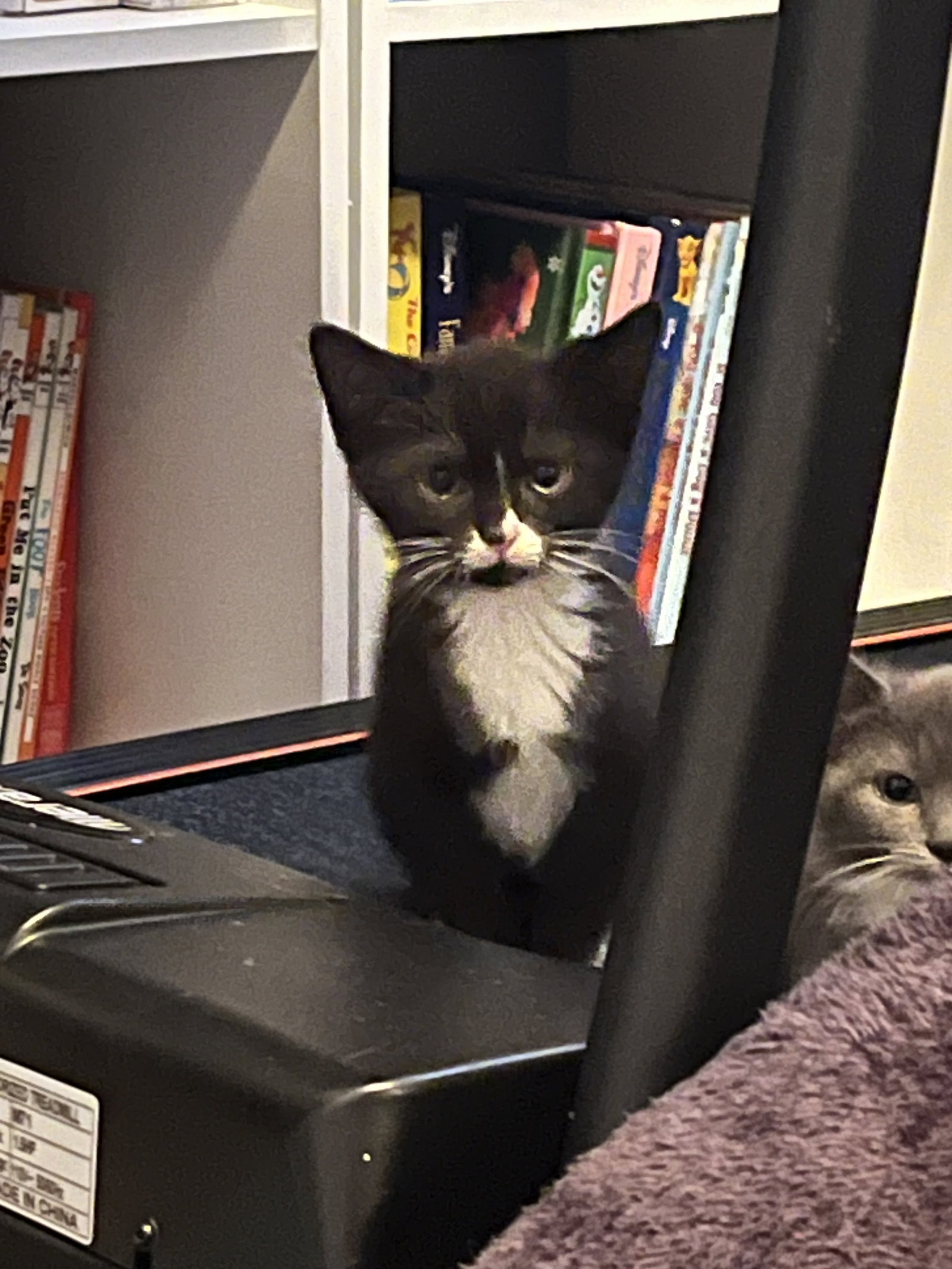 Cats for Adoption in South Euclid, Ohio | Alpha Paw