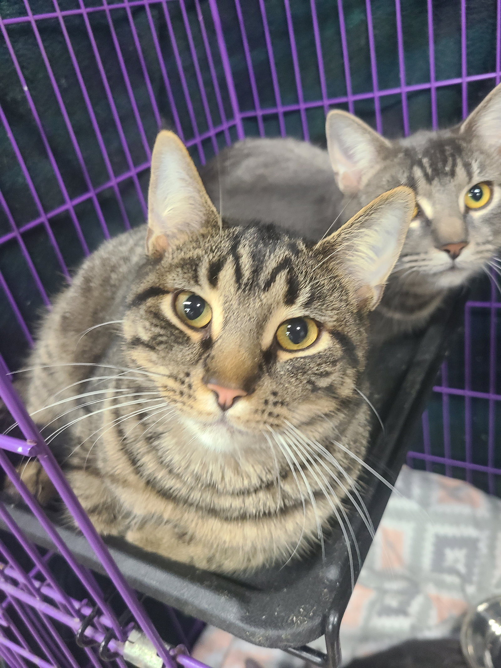 Cats for Adoption in Uniontown, Ohio | Alpha Paw