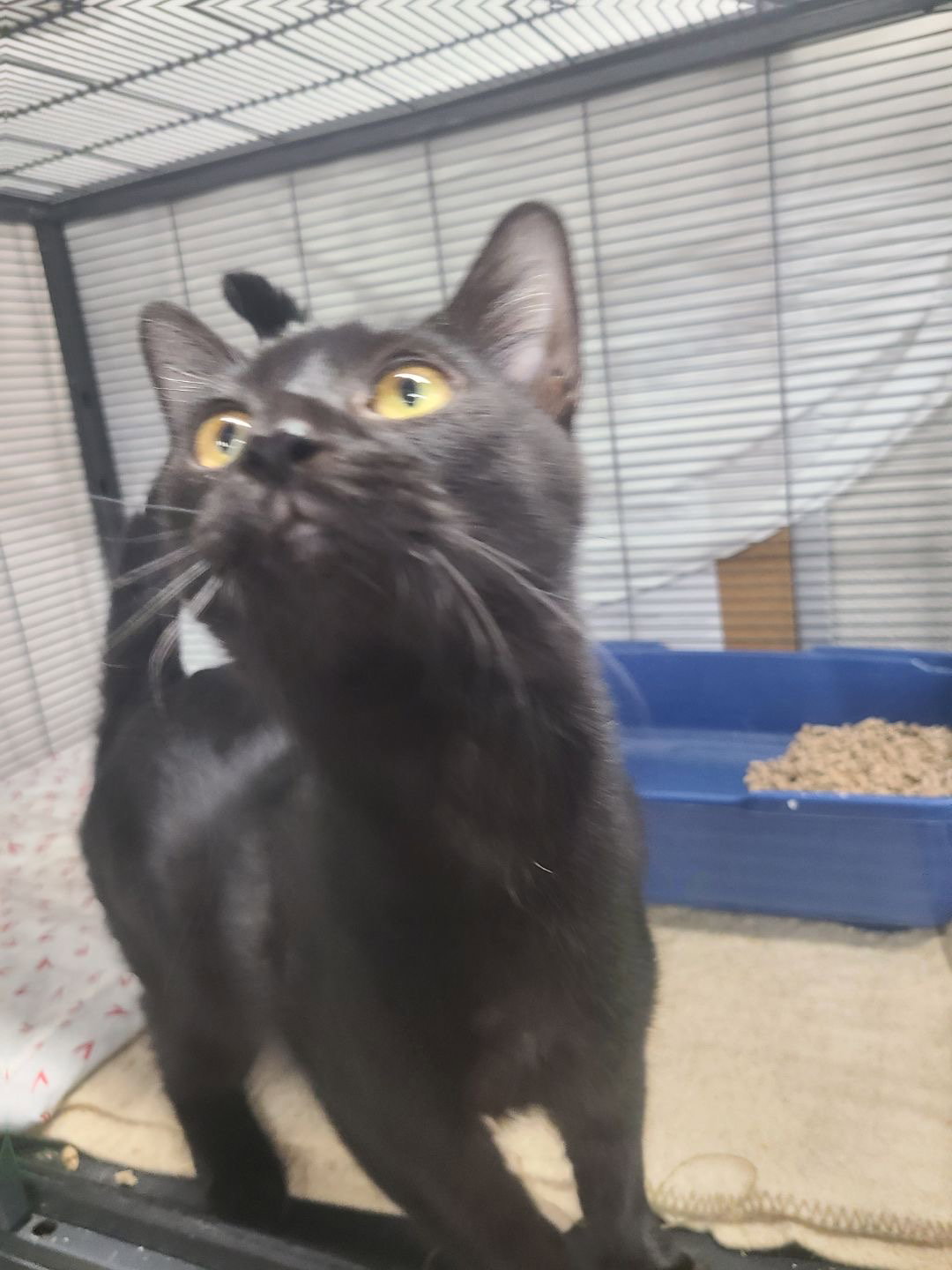 Cats for Adoption in Mentor, Ohio | Alpha Paw