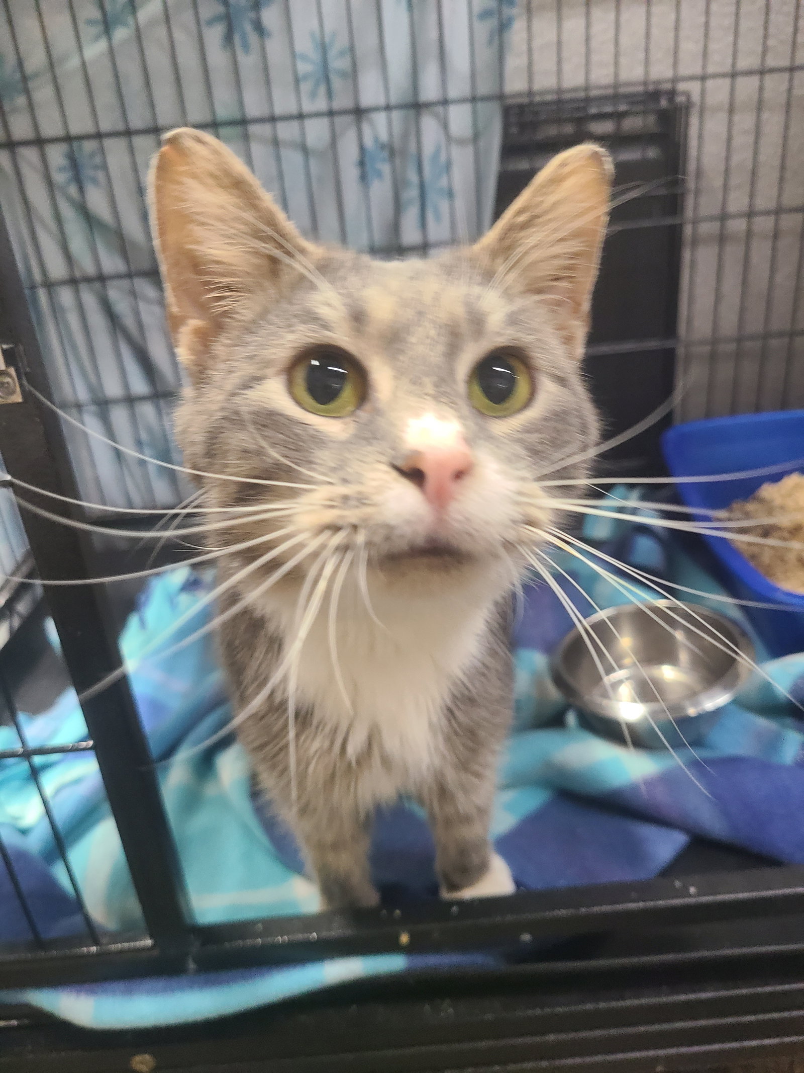 Cats for Adoption in Tallmadge, Ohio | Alpha Paw