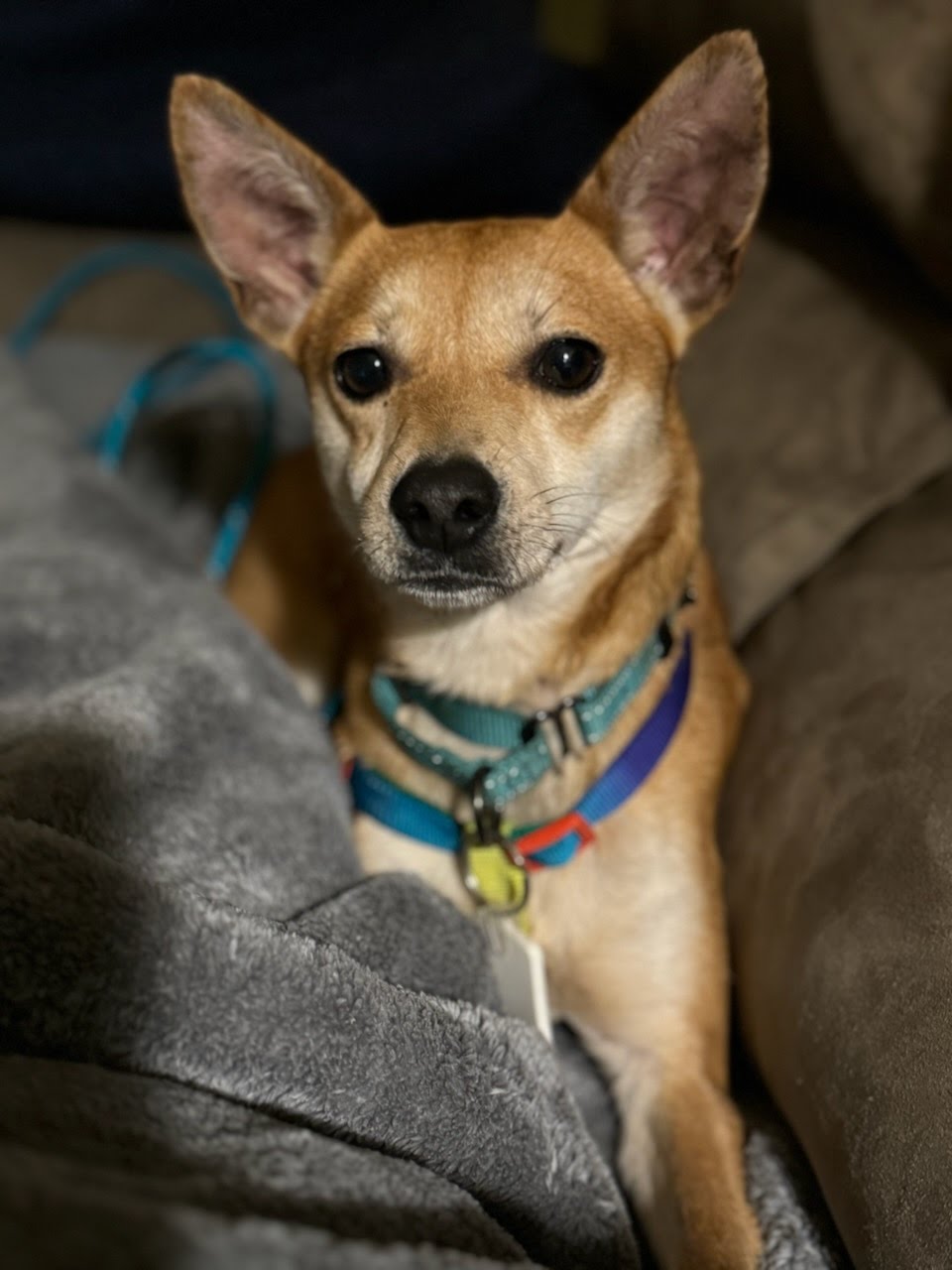 Dog for Adoption - Shyann, a Shiba Inu in Middlefield, OH | Alpha Paw