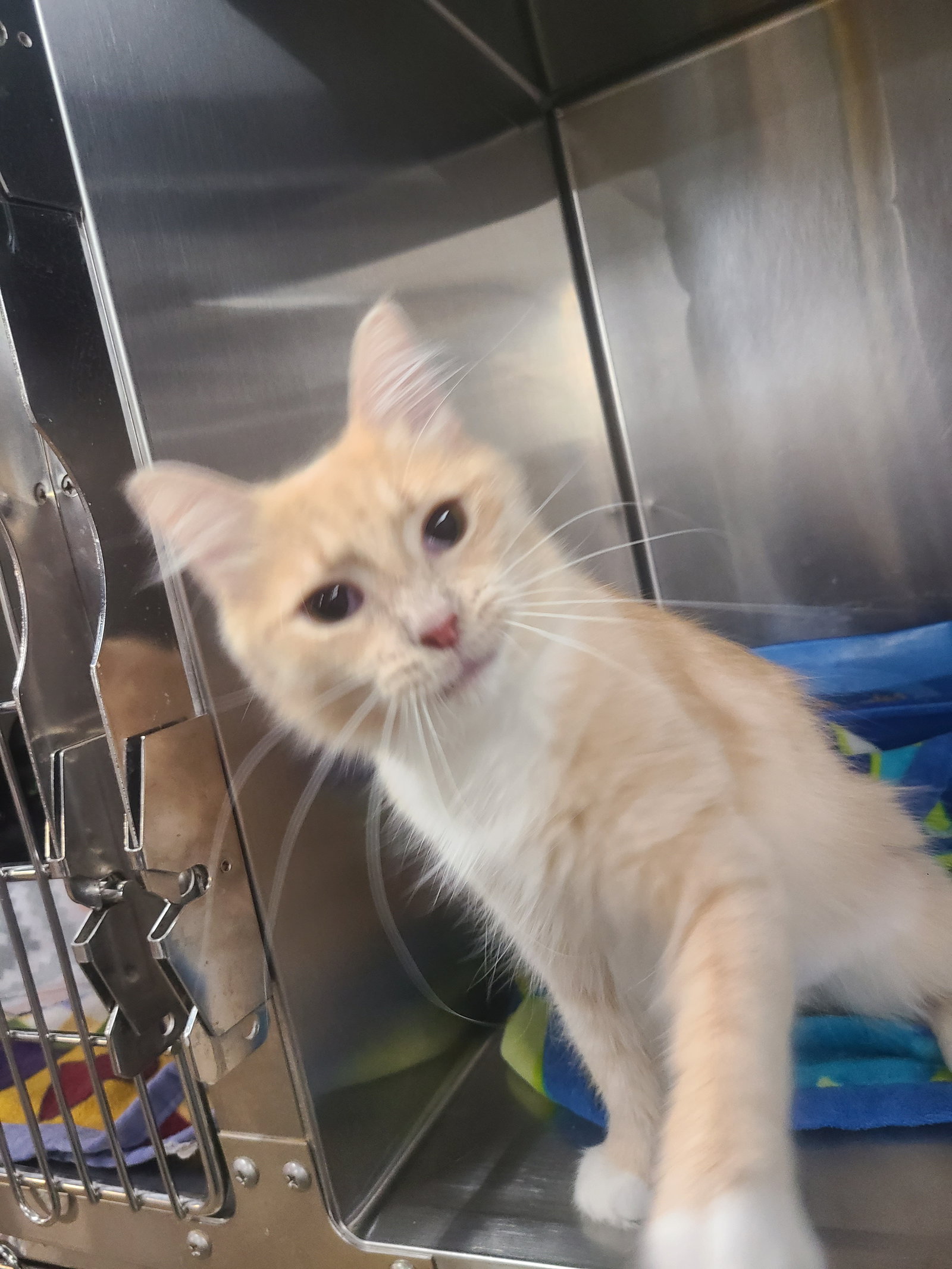 Cats for Adoption in Seville, Ohio | Alpha Paw