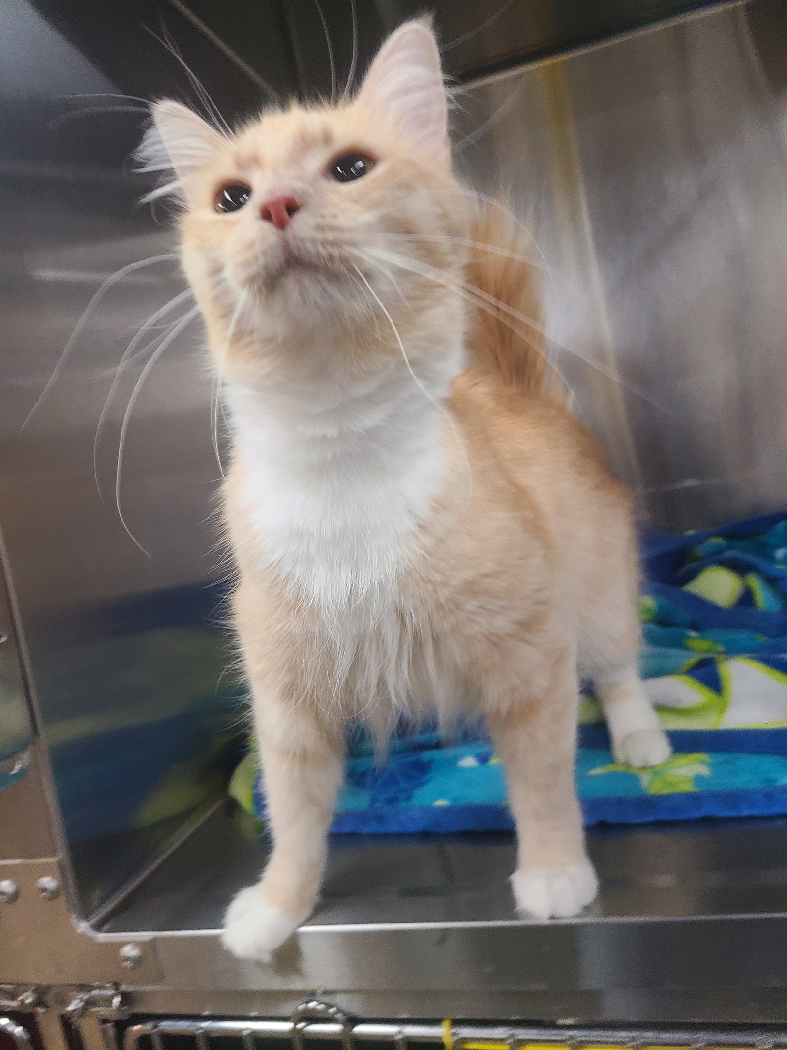 Cats for Adoption in Seville, Ohio | Alpha Paw