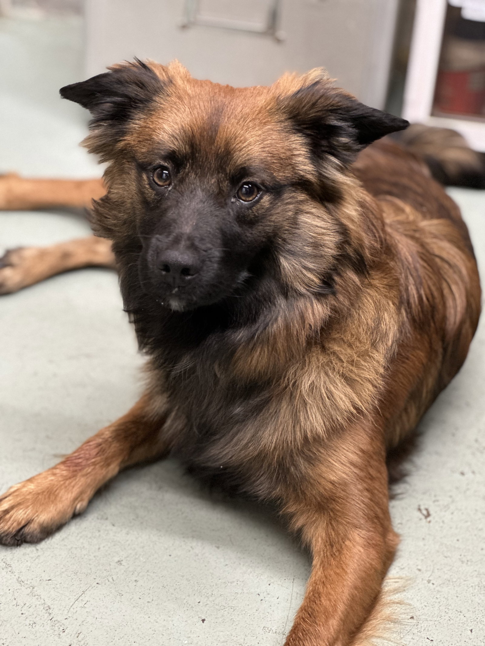 Dog for Adoption - Buck, a Shepherd in Poland, OH | Alpha Paw