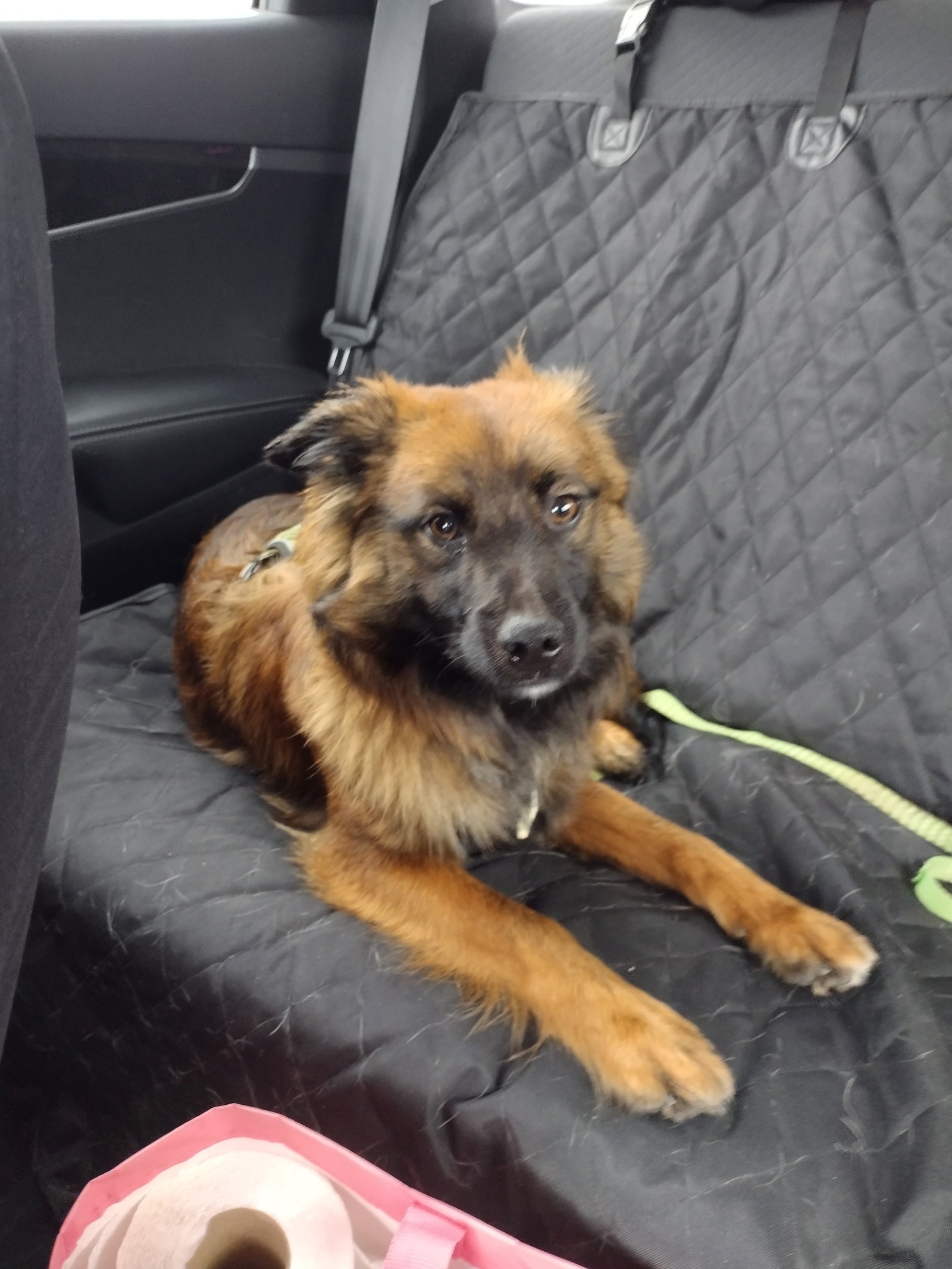 Dog for Adoption - Buck, a Shepherd in Poland, OH | Alpha Paw