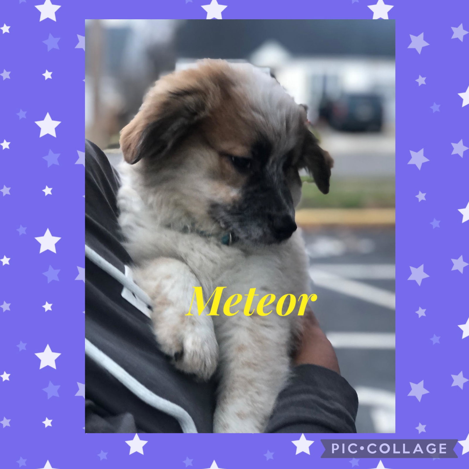 Dog for Adoption - Meteor Puppy, a Australian Shepherd in Howland ...
