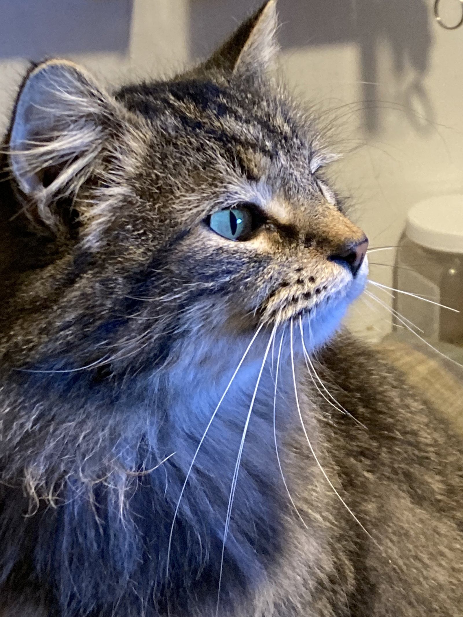 Cats for Adoption in Navarre, Ohio | Alpha Paw
