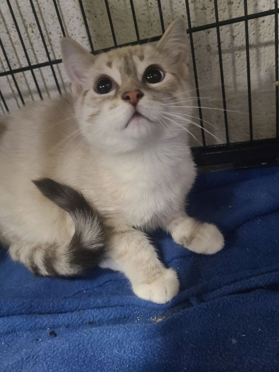 Cats for Adoption in Portage County, Ohio | Alpha Paw