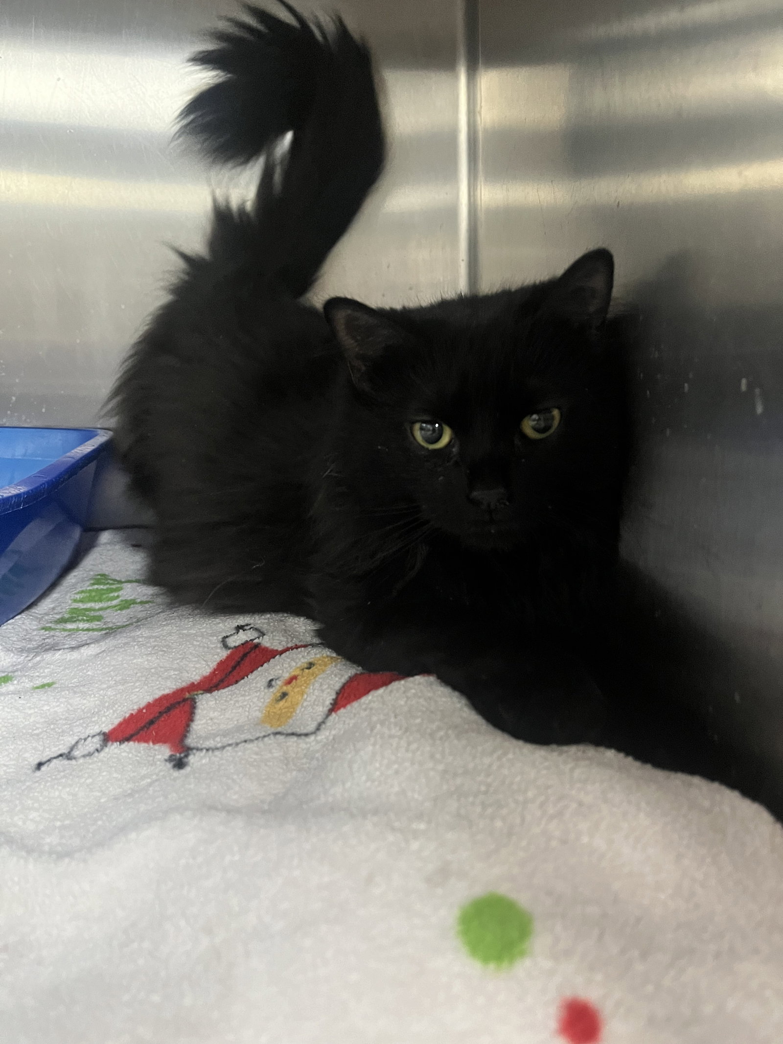 Cats for Adoption in Youngstown, Ohio | Alpha Paw
