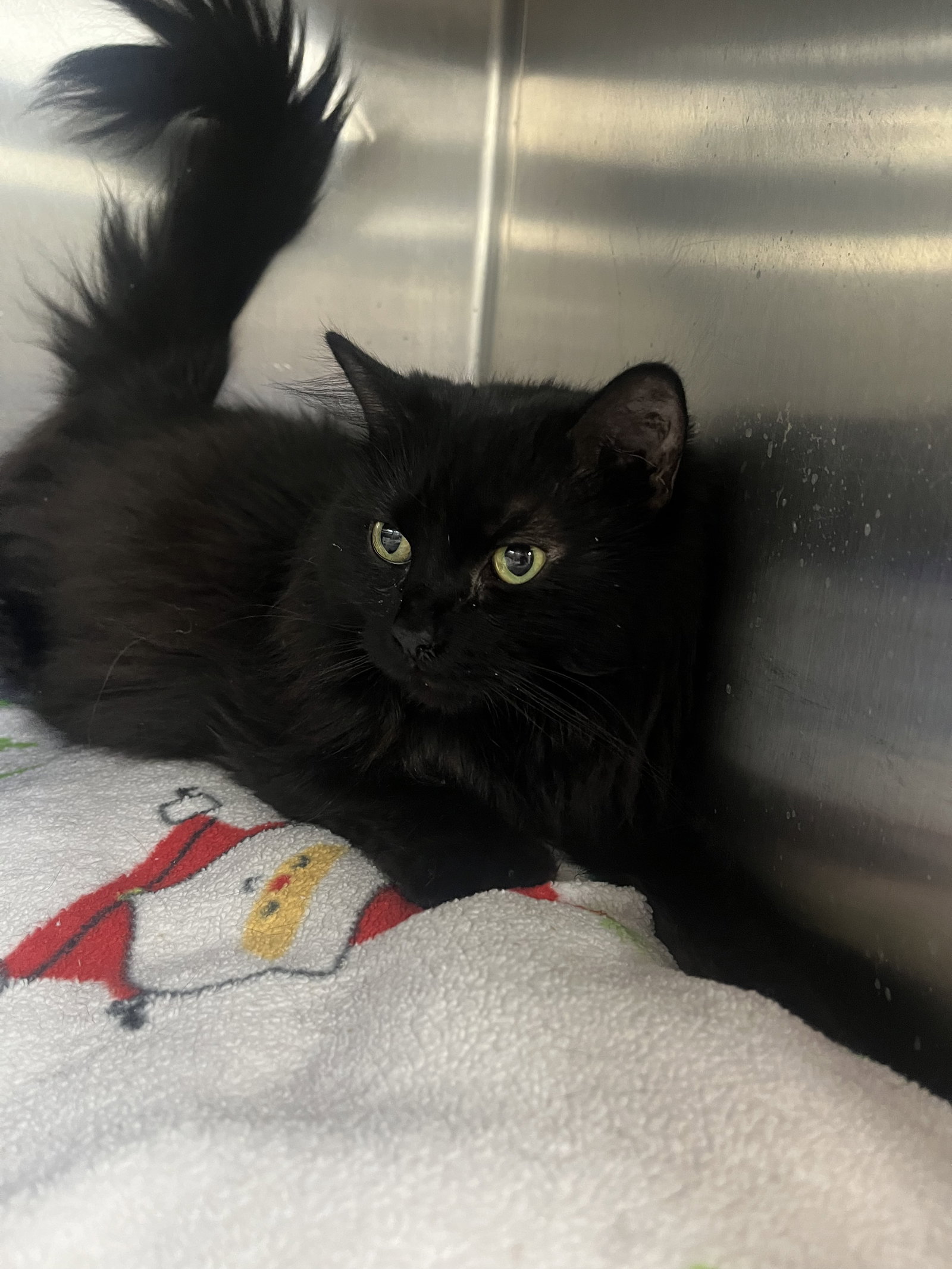Cats for Adoption in Geauga County, Ohio | Alpha Paw