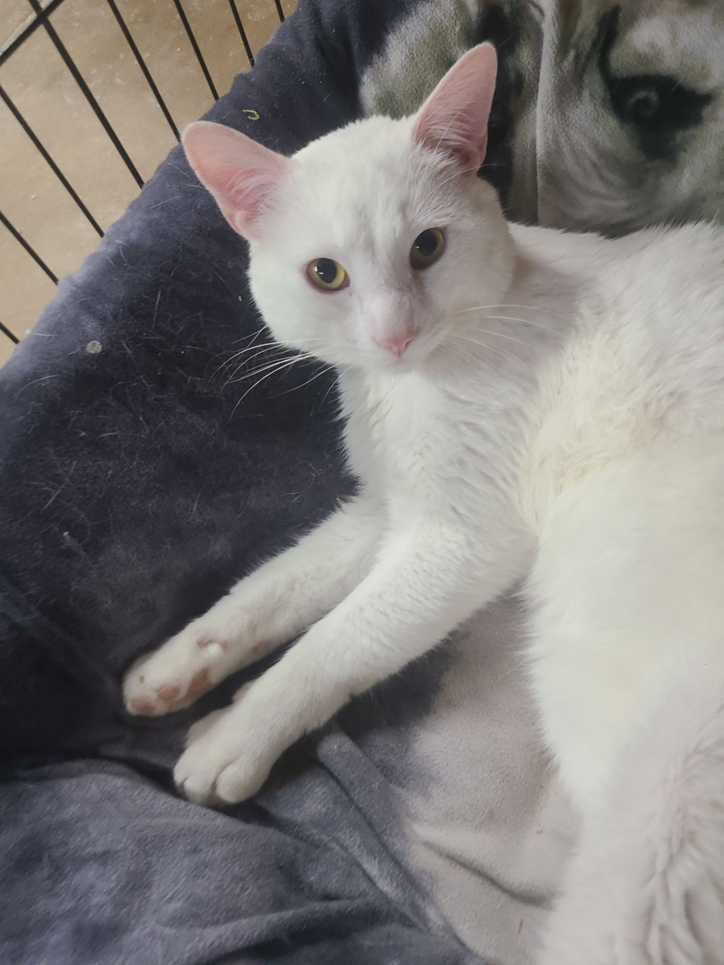 Cats for Adoption in Brooklyn Heights, Ohio | Alpha Paw