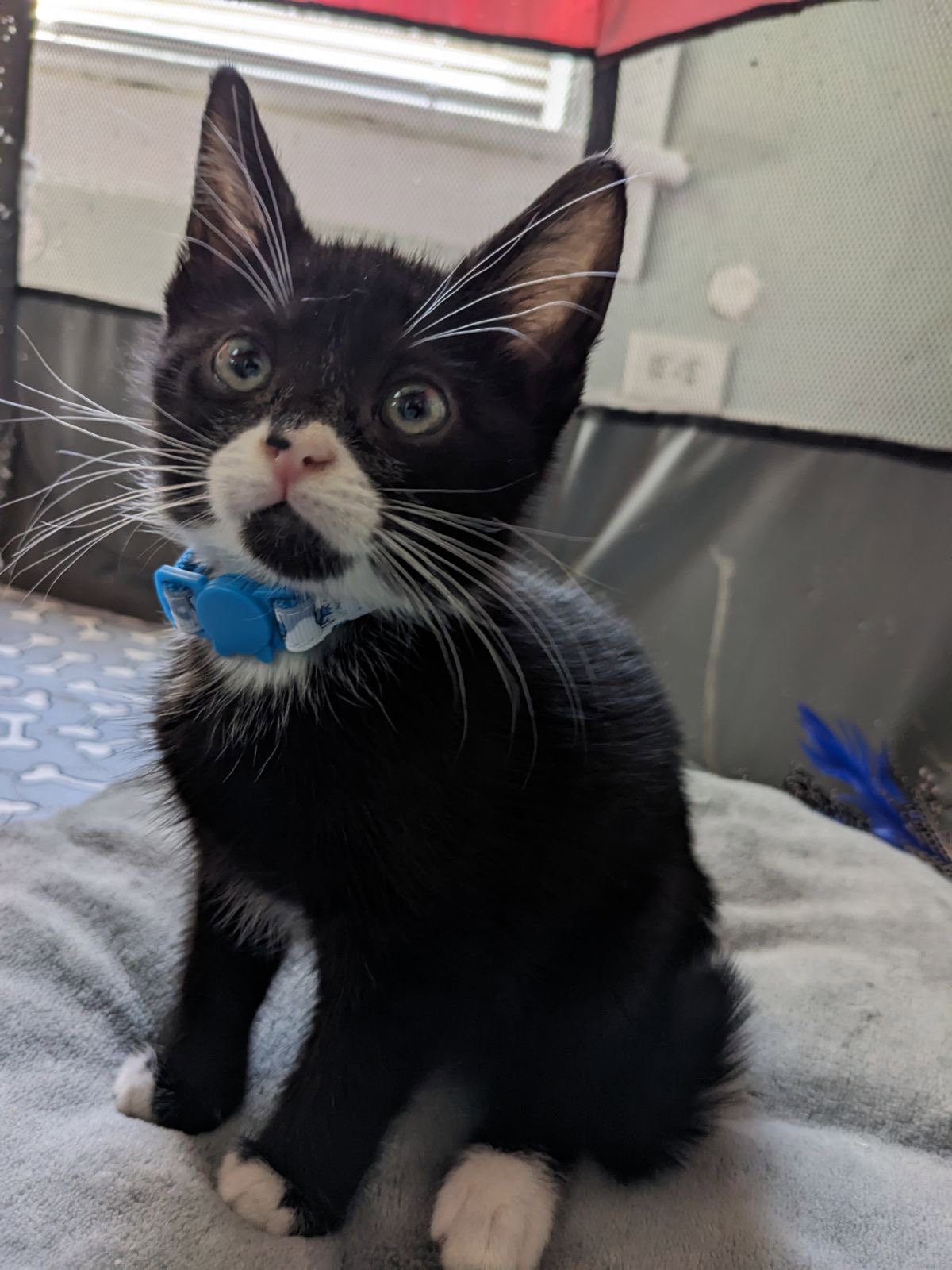 Cats for Adoption in Brooklyn Heights, Ohio | Alpha Paw