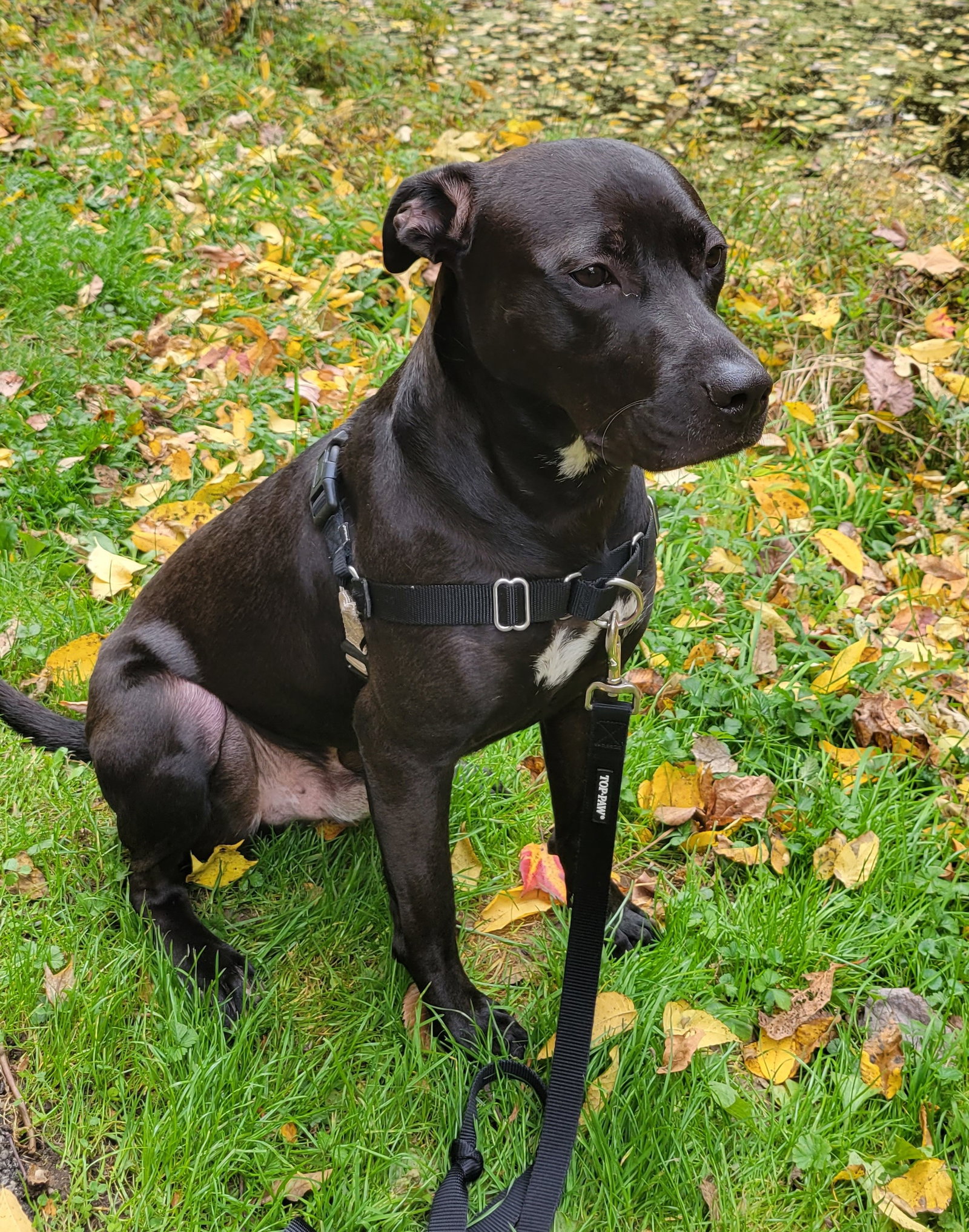 Dog for Adoption - Max Superdog!, a Black Labrador Retriever in ...