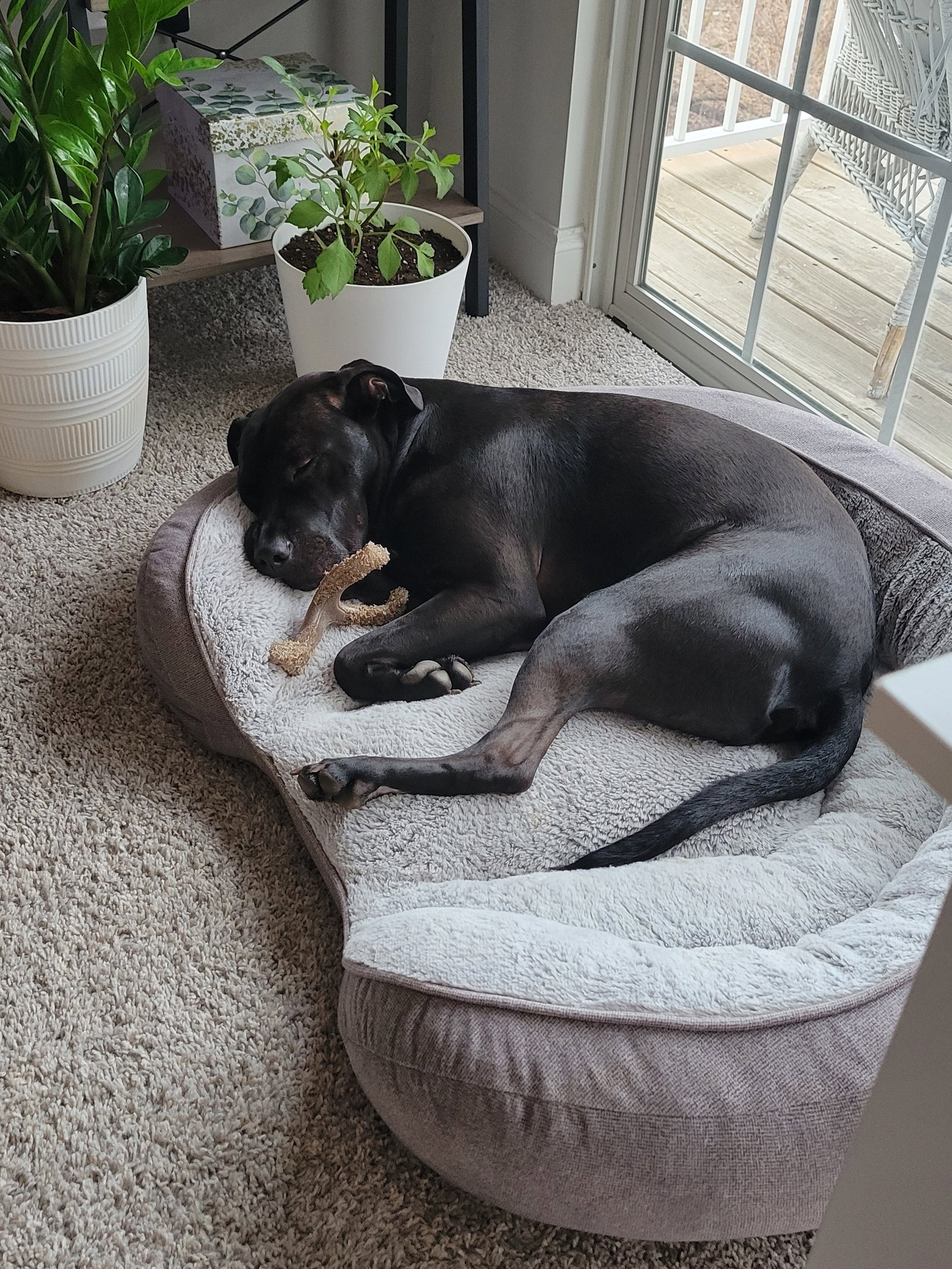 Dog for Adoption - Max Superdog!, a Black Labrador Retriever in ...