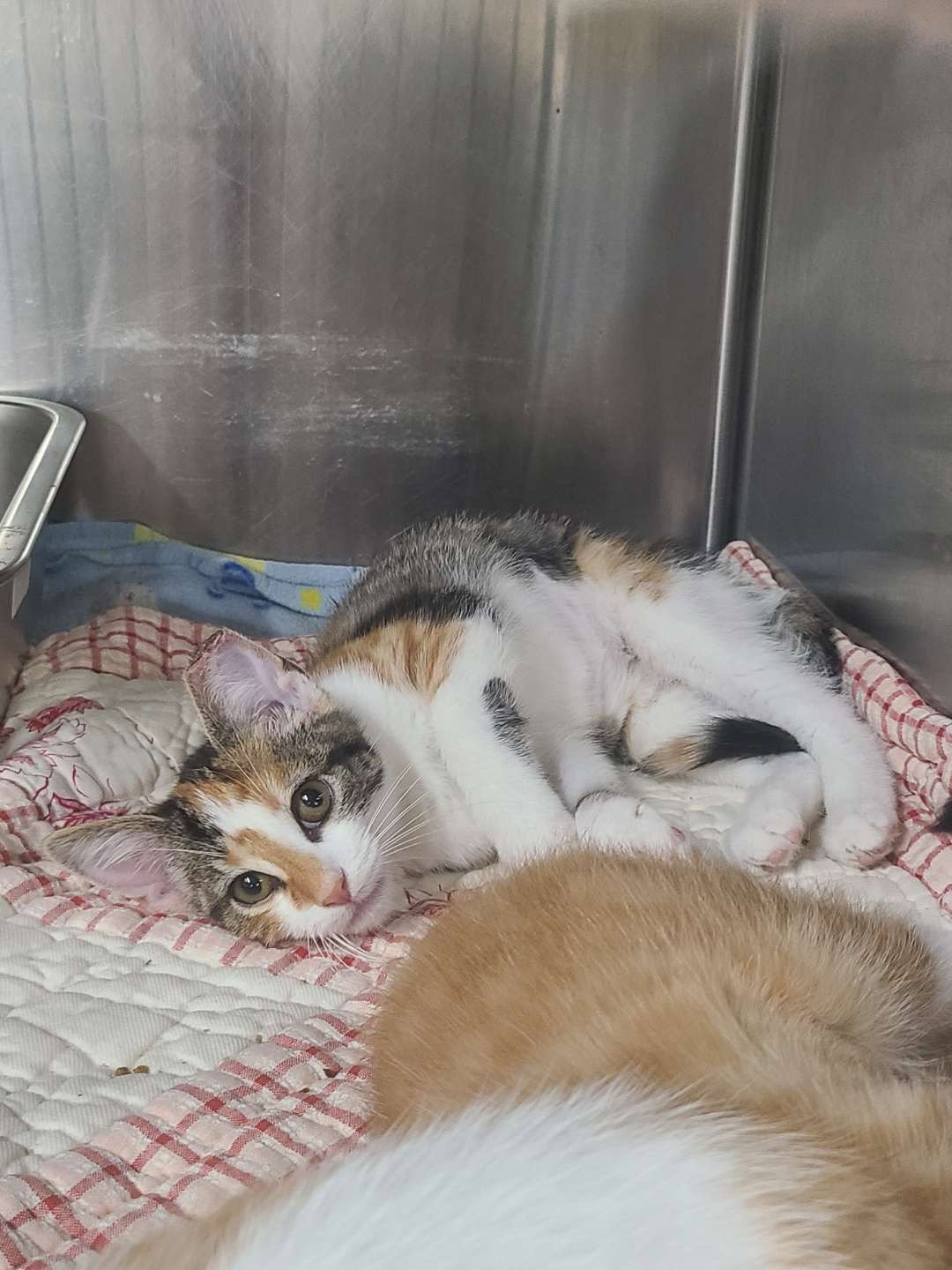 Cats for Adoption in Columbiana, Ohio | Alpha Paw