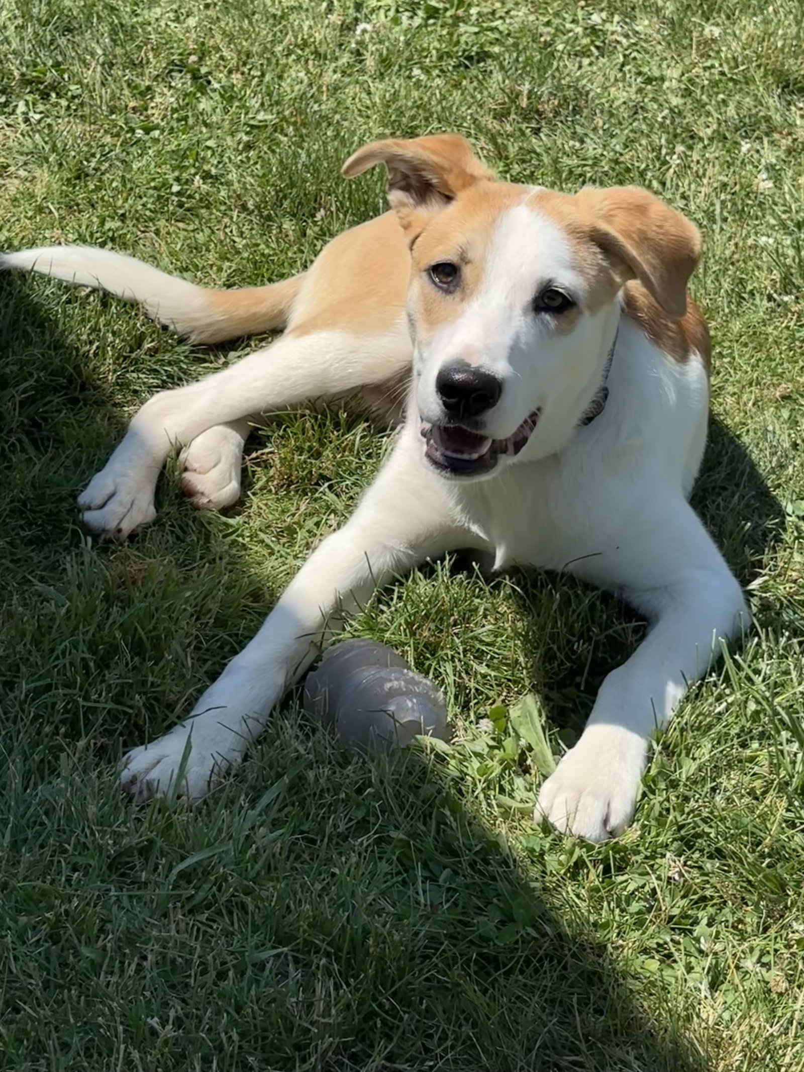 Dog for Adoption - Bane, a Retriever in Niles, OH | Alpha Paw