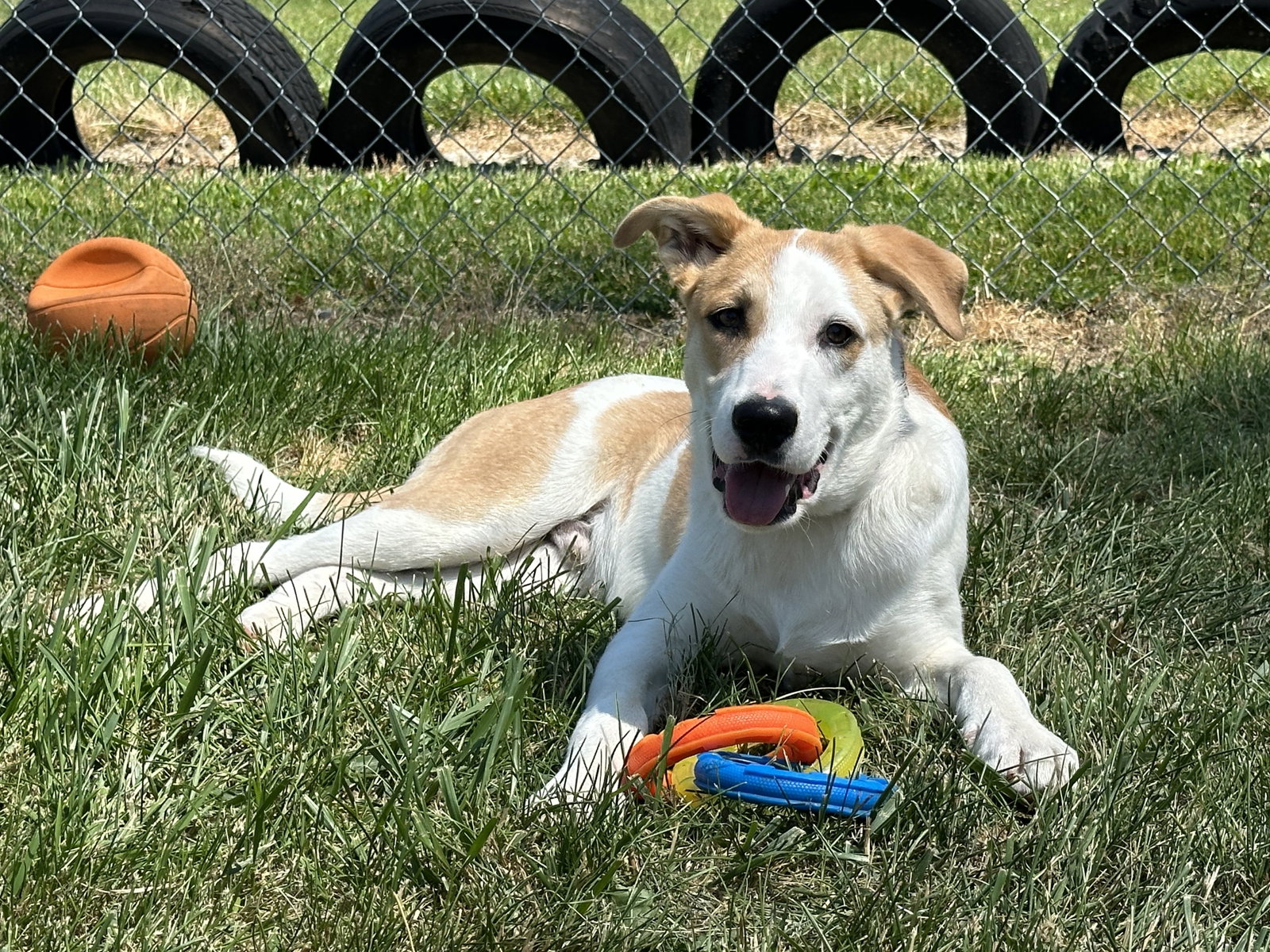 Dog for Adoption - Bane, a Retriever in Mentor, OH | Alpha Paw