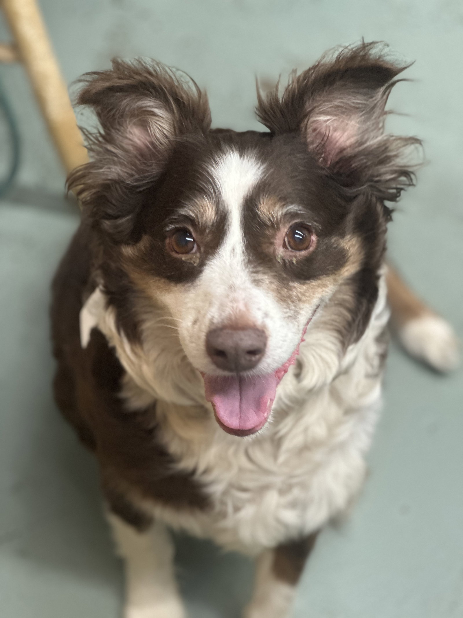 Dog for Adoption - Mindy, a Australian Shepherd in Lake County, OH ...