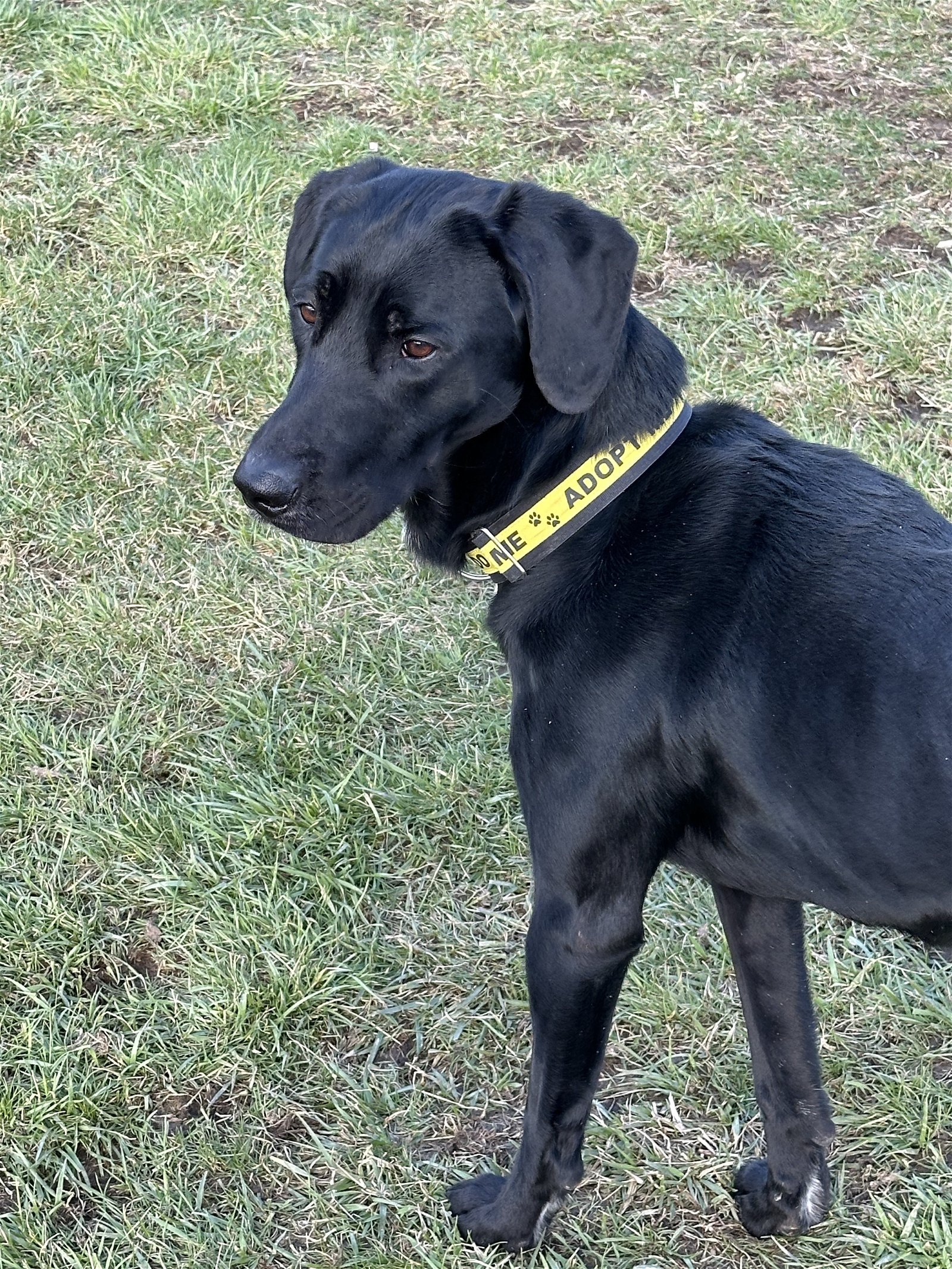 Dog for Adoption - Boo, a Labrador Retriever in Mentor, OH | Alpha Paw
