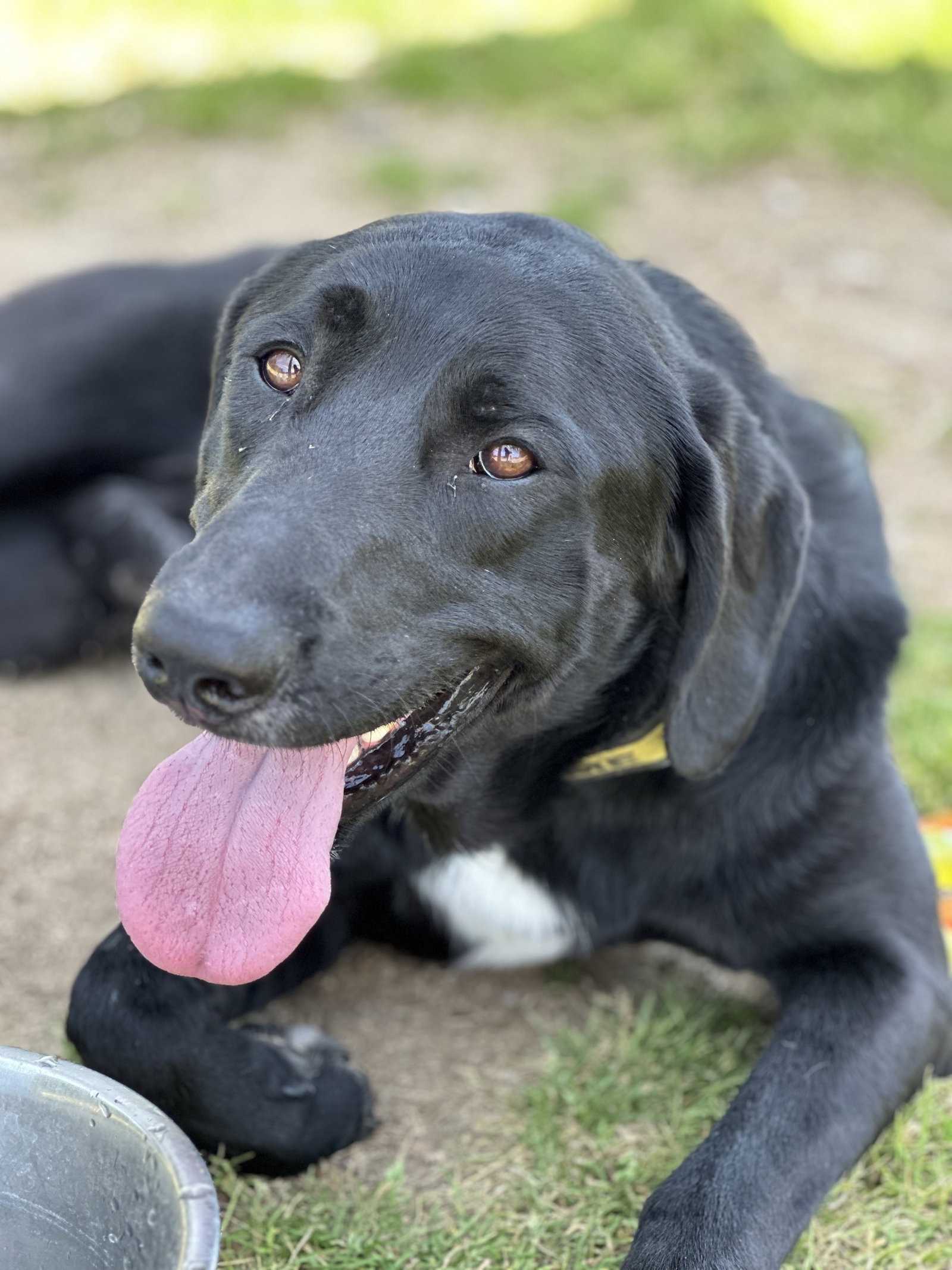 Dog for Adoption - Boo, a Labrador Retriever in Brookfield Center, OH ...
