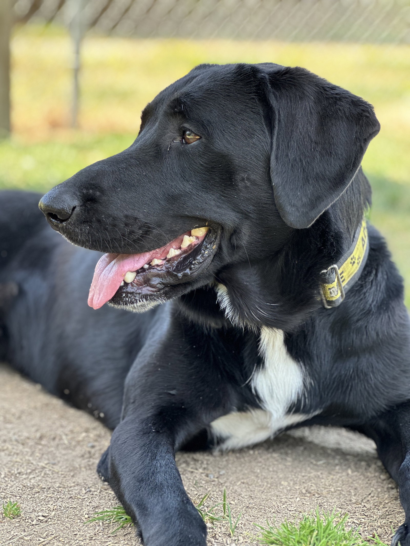 Dog for Adoption - Boo, a Labrador Retriever in Brookfield Center, OH ...