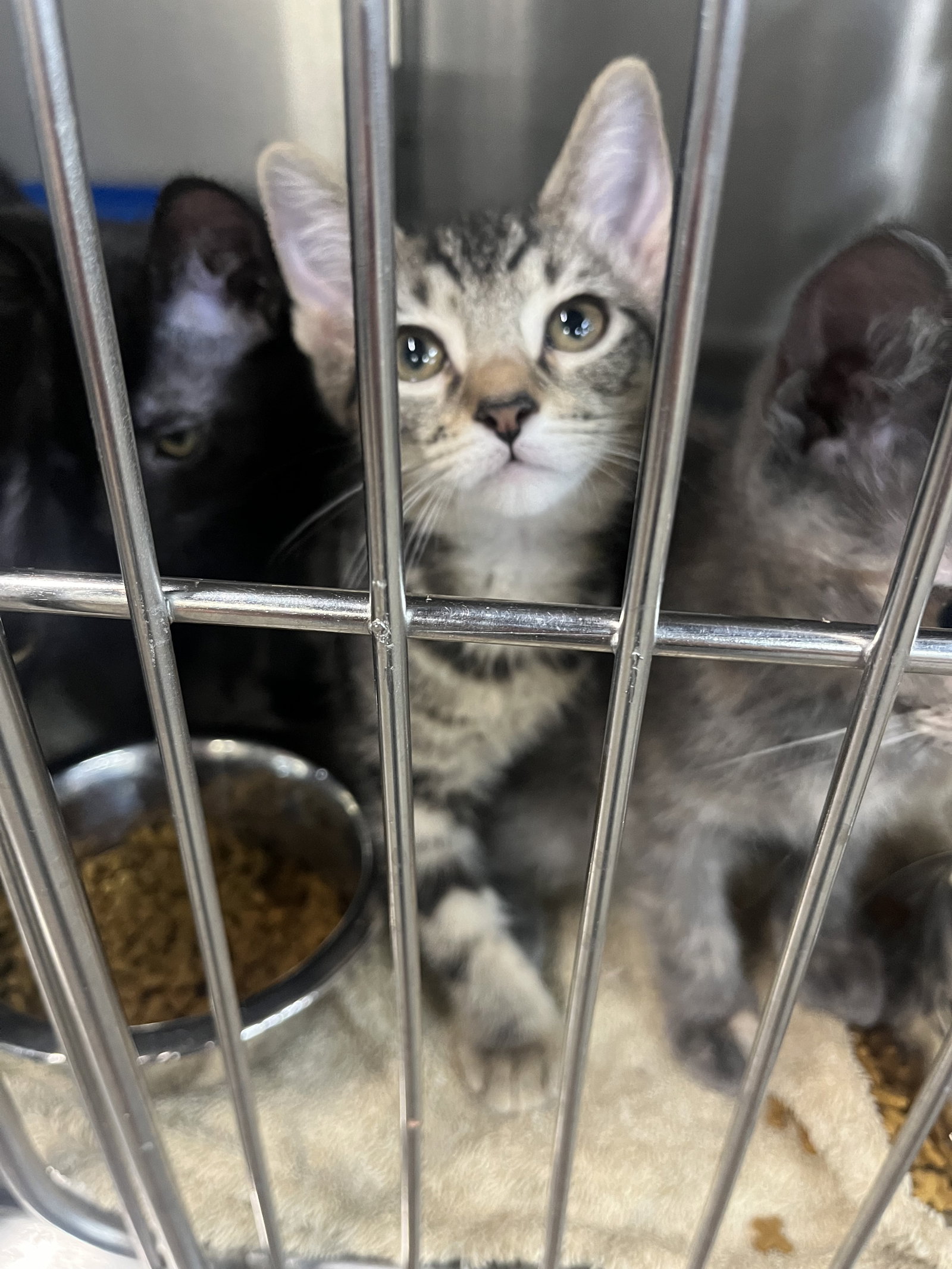 Cats for Adoption in South Euclid, Ohio | Alpha Paw