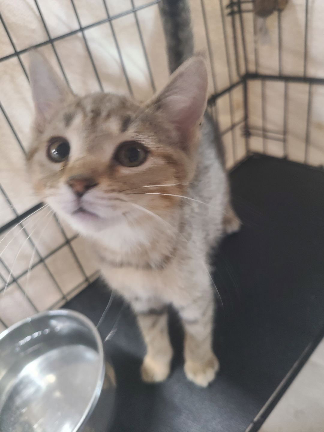 Cats for Adoption in Brimfield, Ohio | Alpha Paw