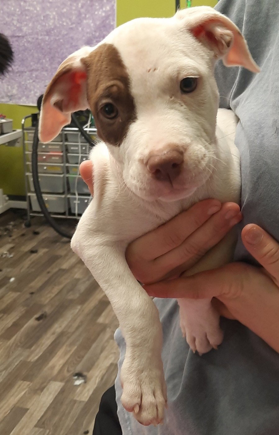 Dog for Adoption - Honey's Puppies "Muffin", a American Pit Bull ...