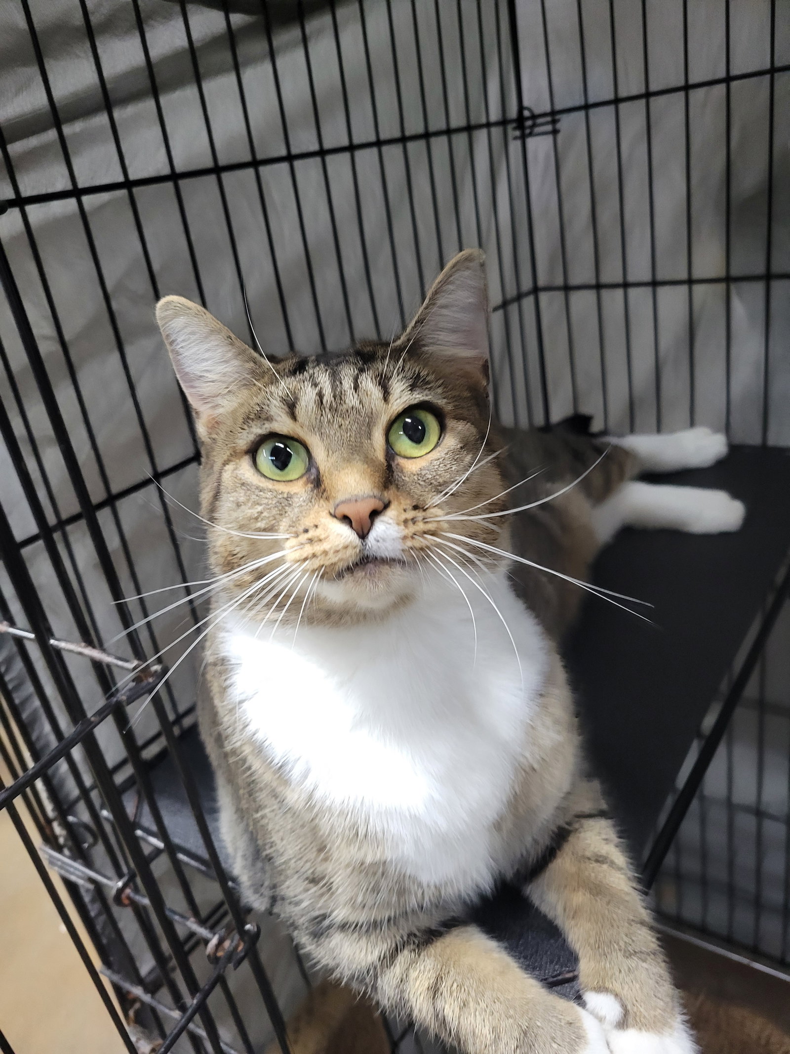 Cats for Adoption in Cleveland, Ohio | Alpha Paw