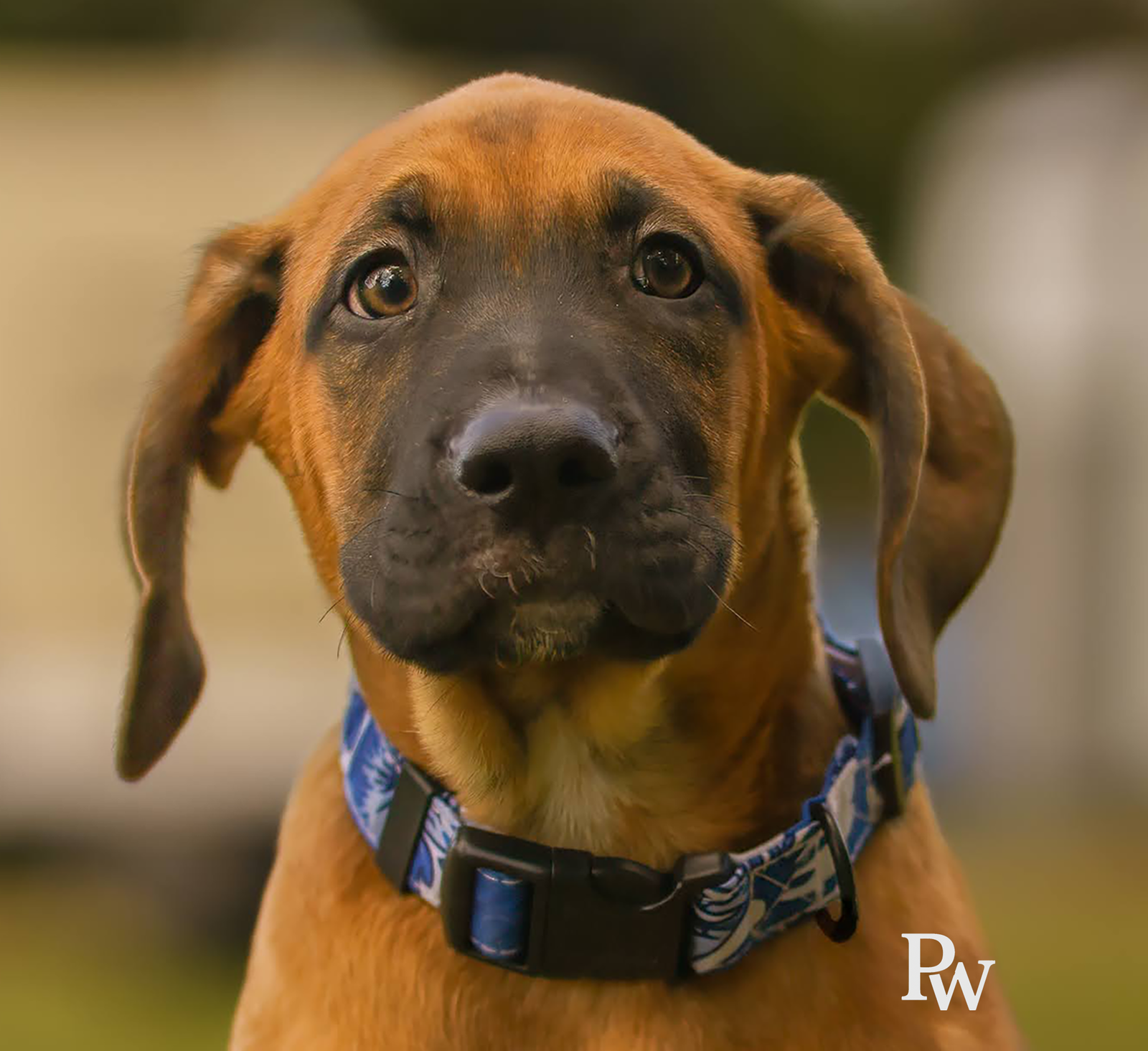 Dog for Adoption - Travis Kelce Pup, a Boxer in Mahoning County, OH ...