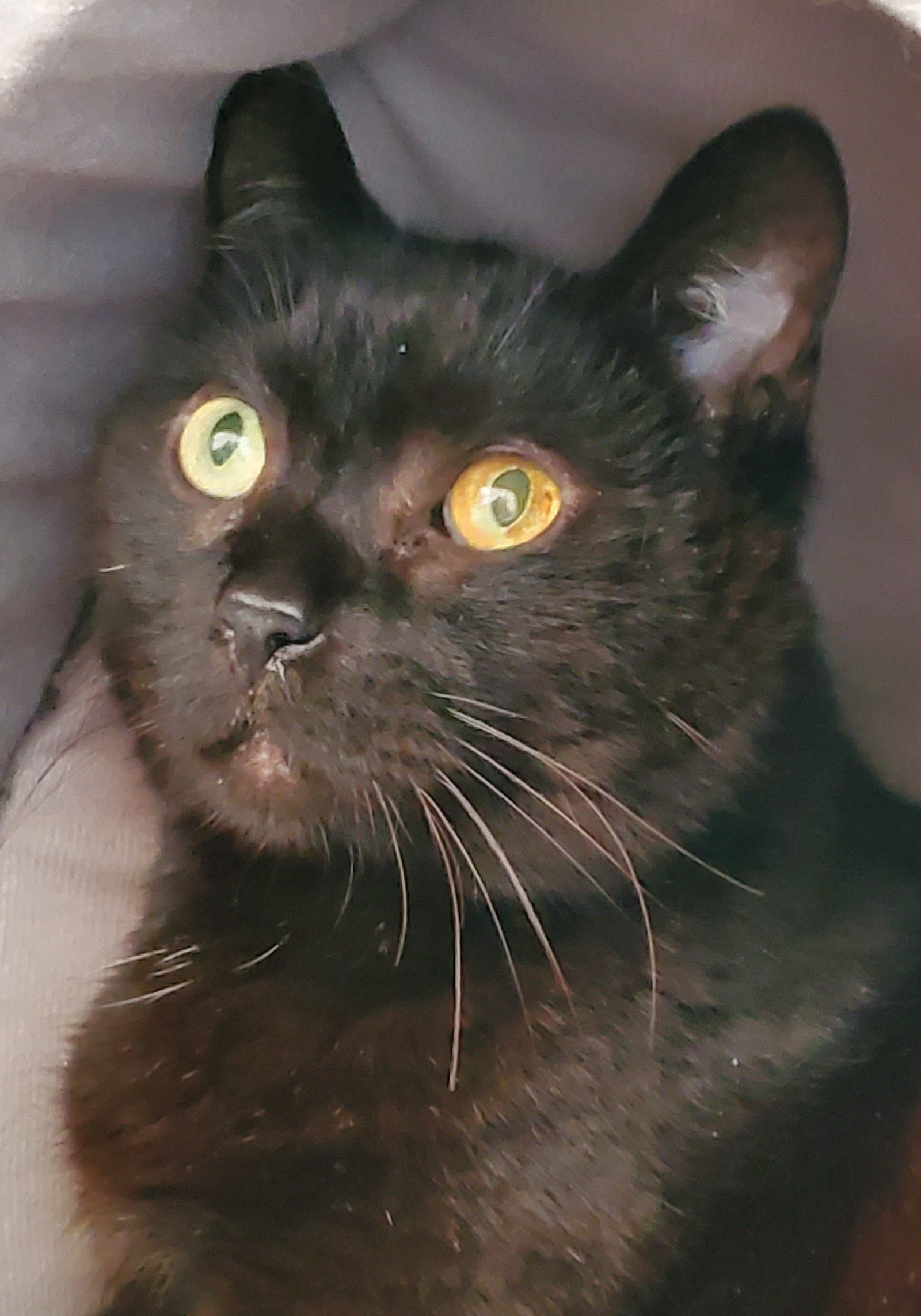 Cats for Adoption in Sumas, Washington | Alpha Paw
