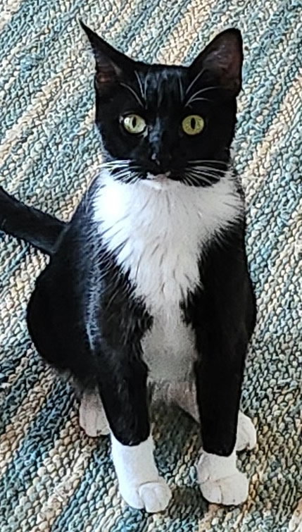 Cats for Adoption in Sequim, Washington | Alpha Paw