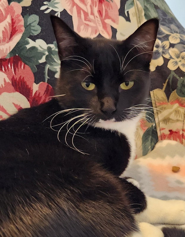 Cats for Adoption in Sequim, Washington | Alpha Paw
