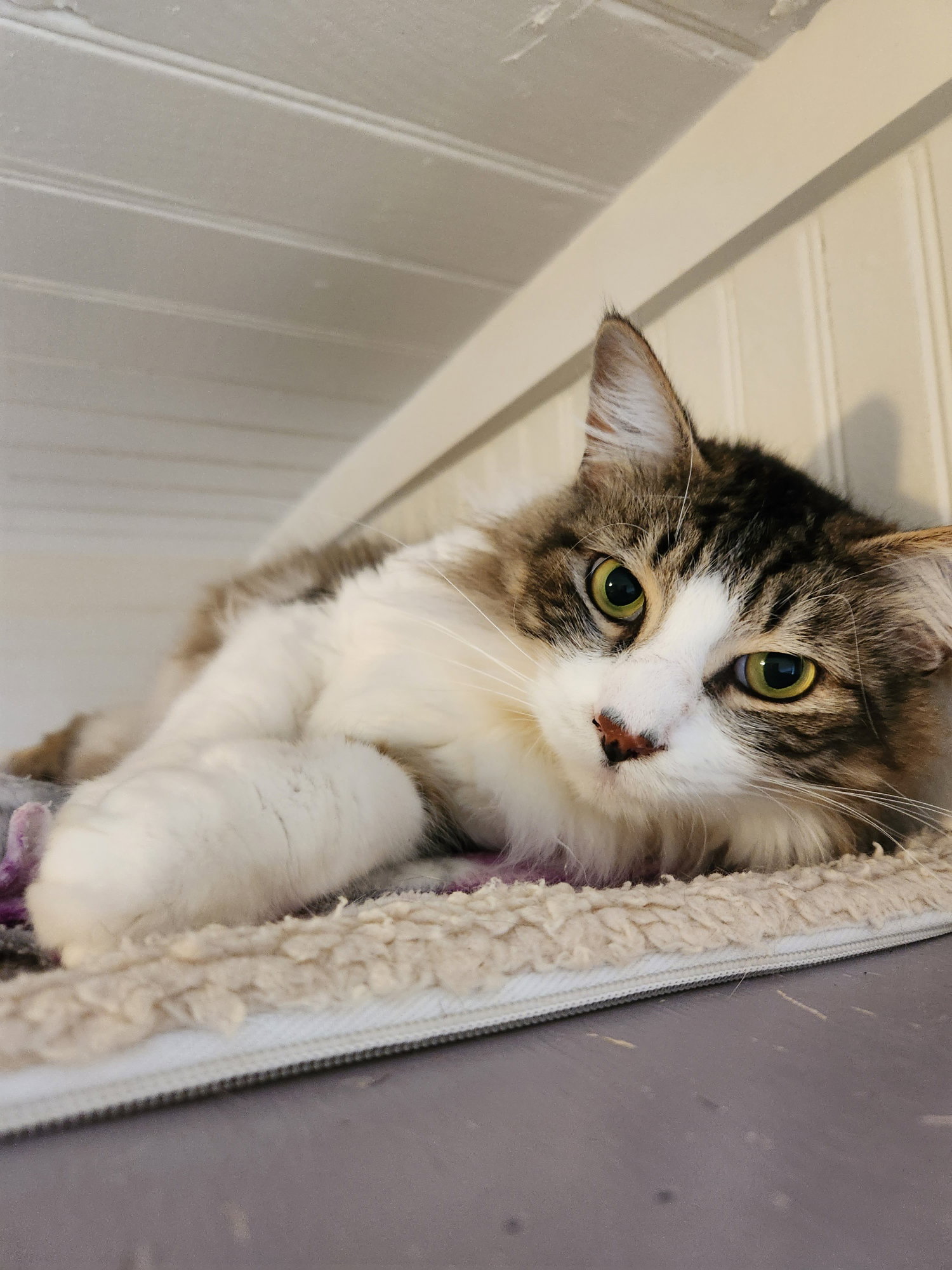 Cats for Adoption in Lake Stevens, Washington | Alpha Paw