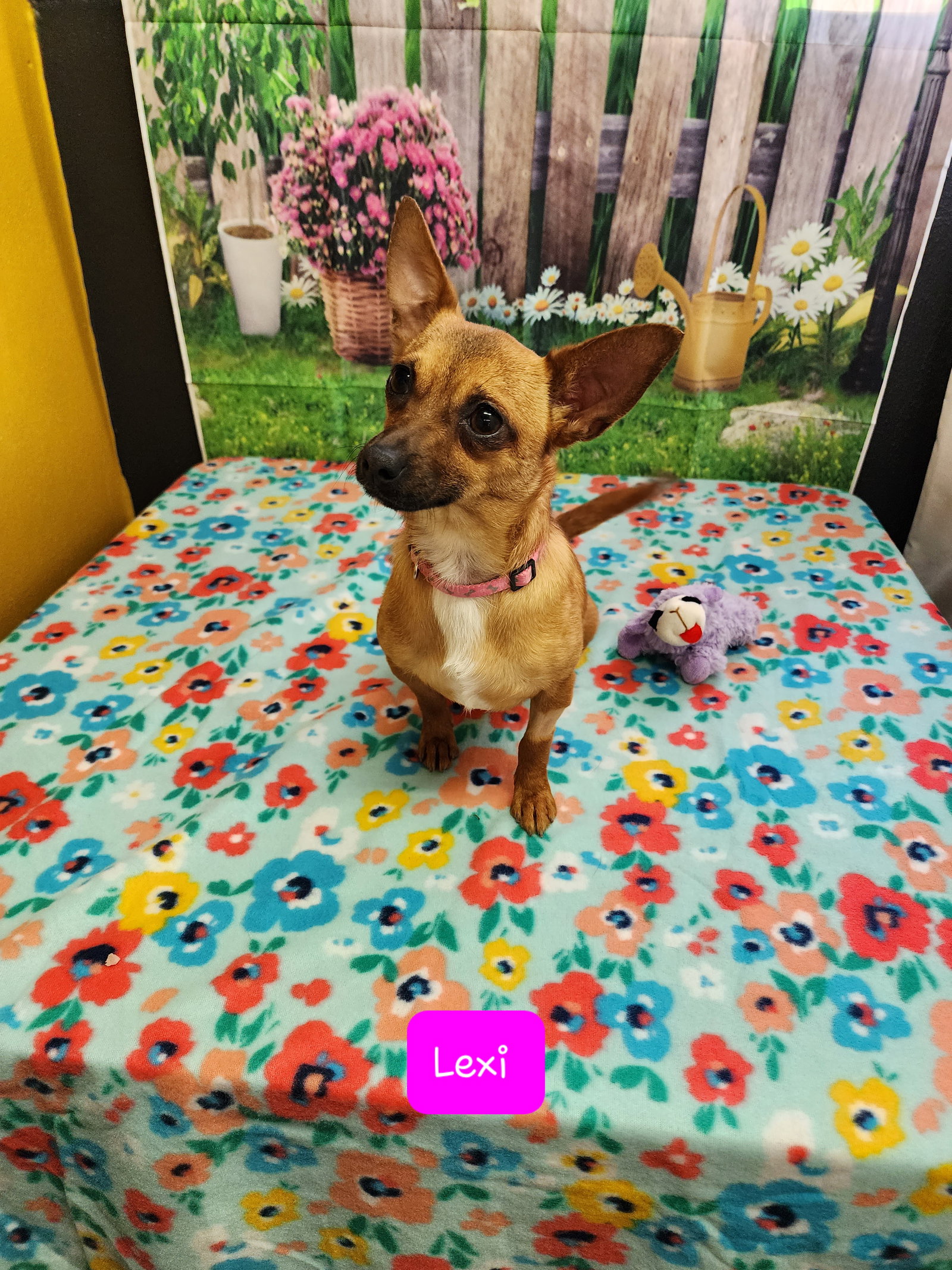 Dog for Adoption - Lexi, a Chihuahua in Westwego, LA | Alpha Paw