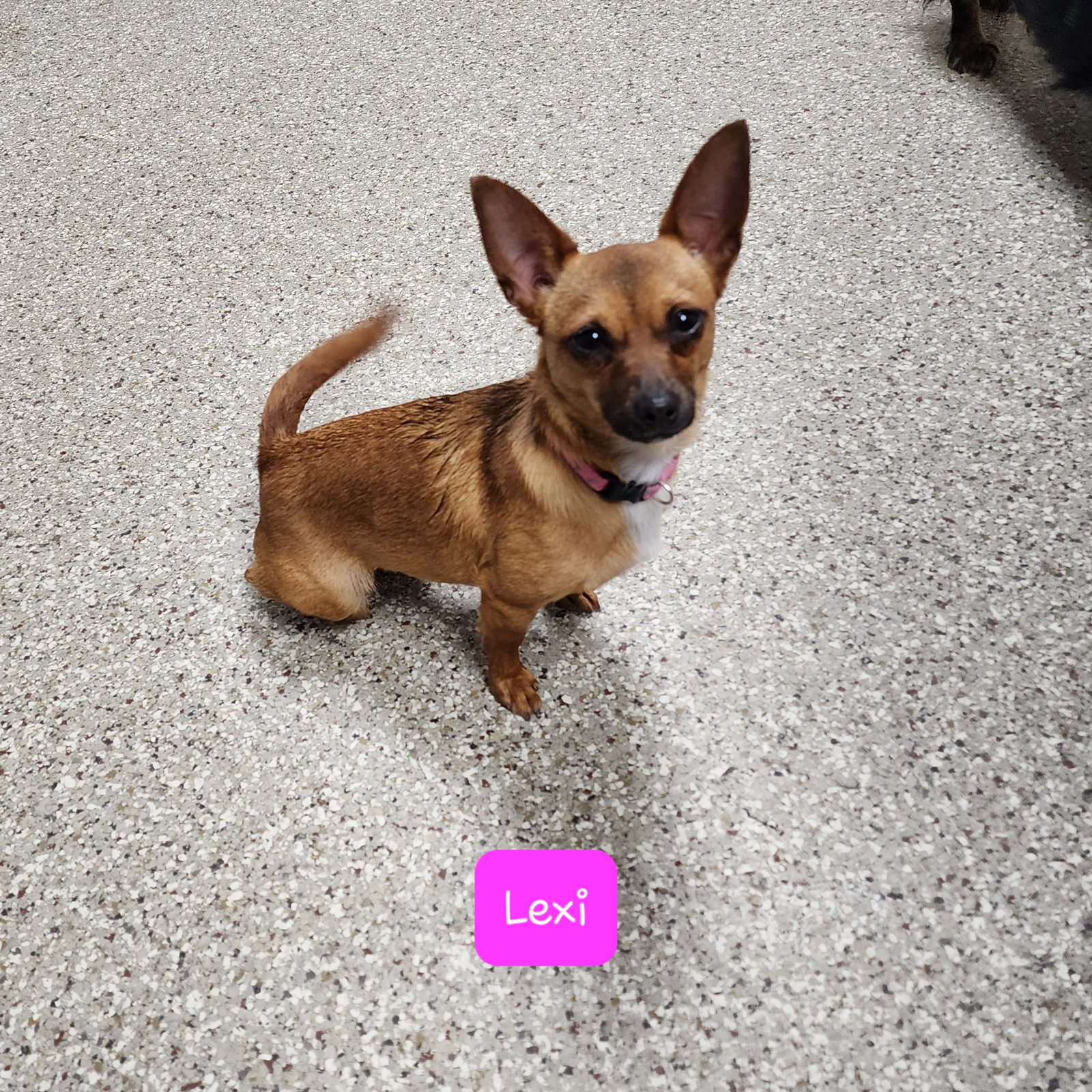 Dog for Adoption - Lexi, a Chihuahua in Westwego, LA | Alpha Paw