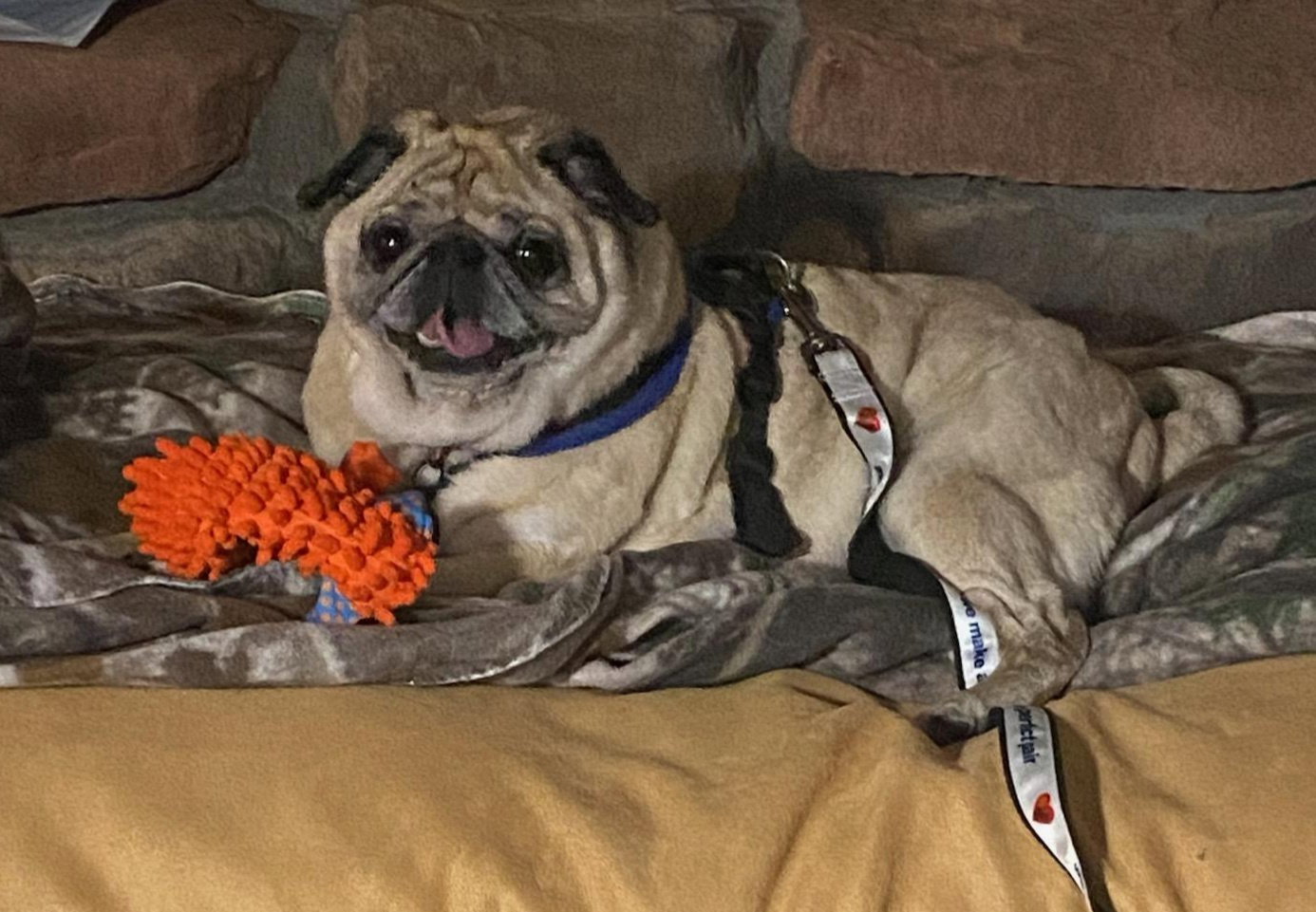 Dog for Adoption - 2023 - 1004 Phoebe, a Pug in Mocksville, NC | Alpha Paw