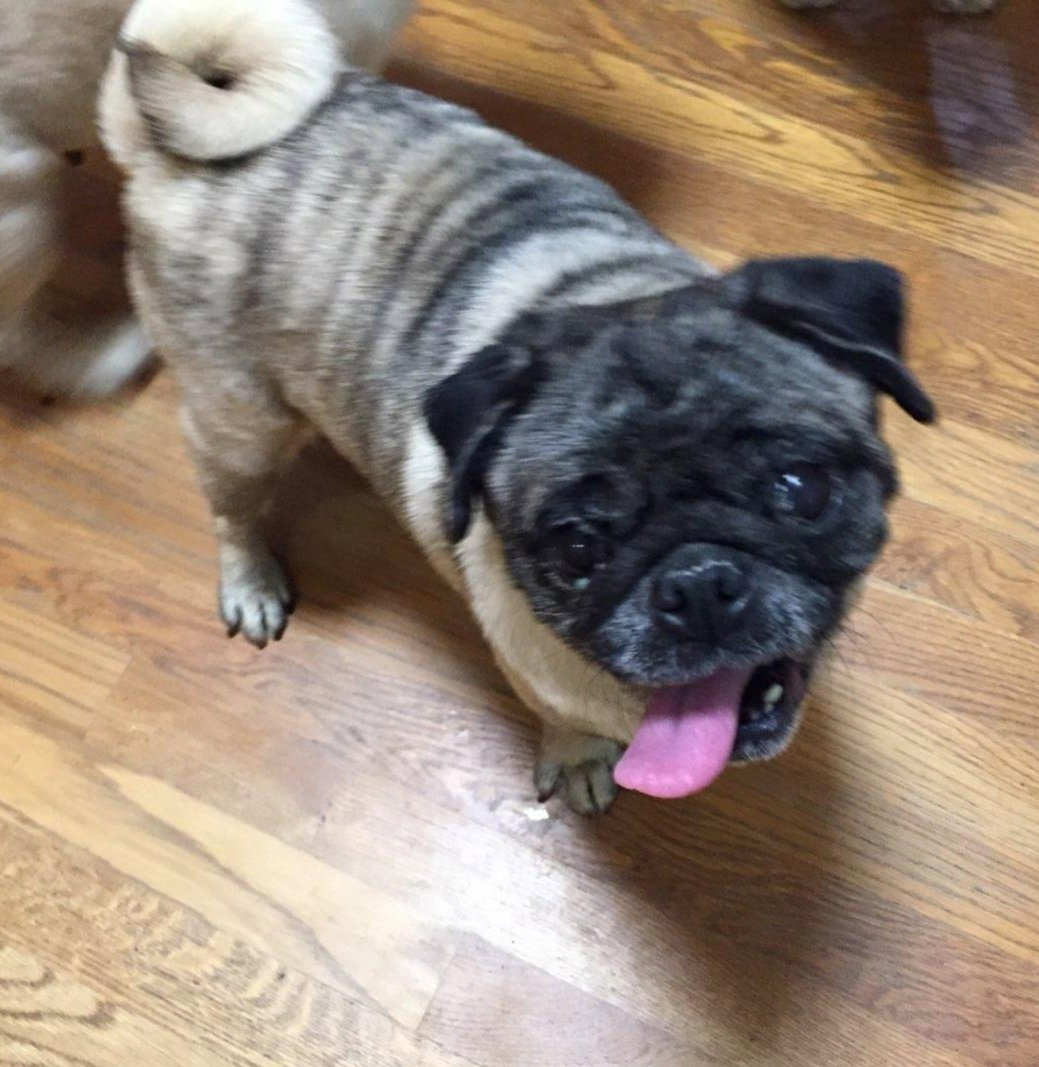 Dog for Adoption - 2024 - 2006 Chloe, a Pug in Forest Oaks, NC | Alpha Paw