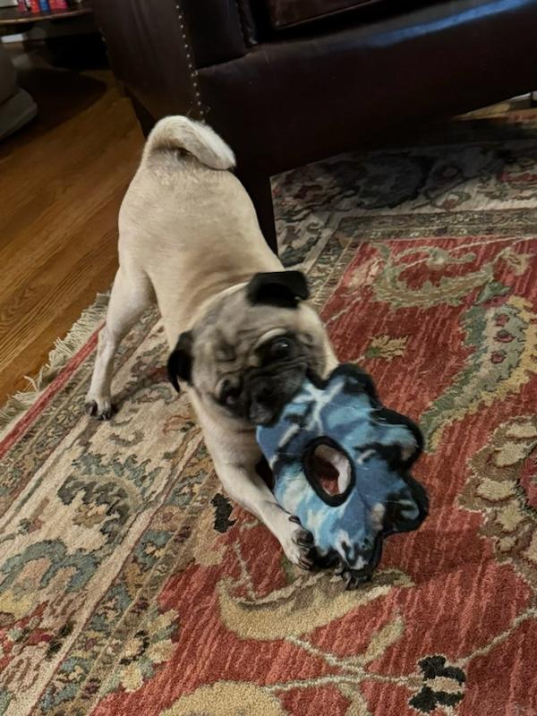 Dog for Adoption - 2024 - 2008 Penny, a Pug in Boonville, NC | Alpha Paw