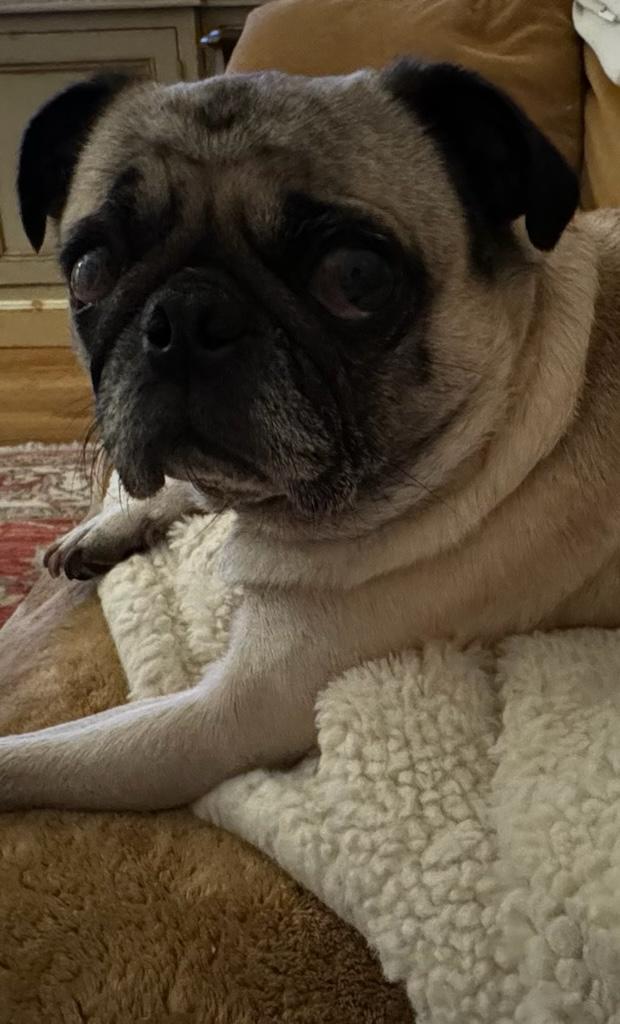 Dog for Adoption - 2024 - 2008 Penny, a Pug in Boonville, NC | Alpha Paw