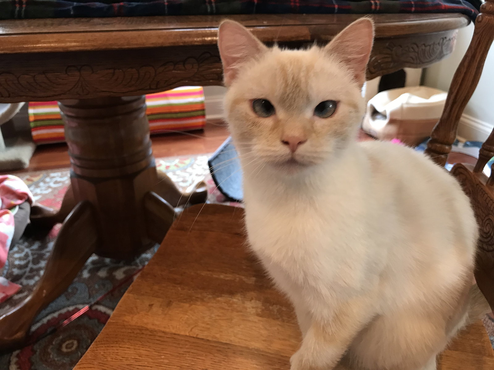DORI, Apricot Point Siamese Mix's Web Page